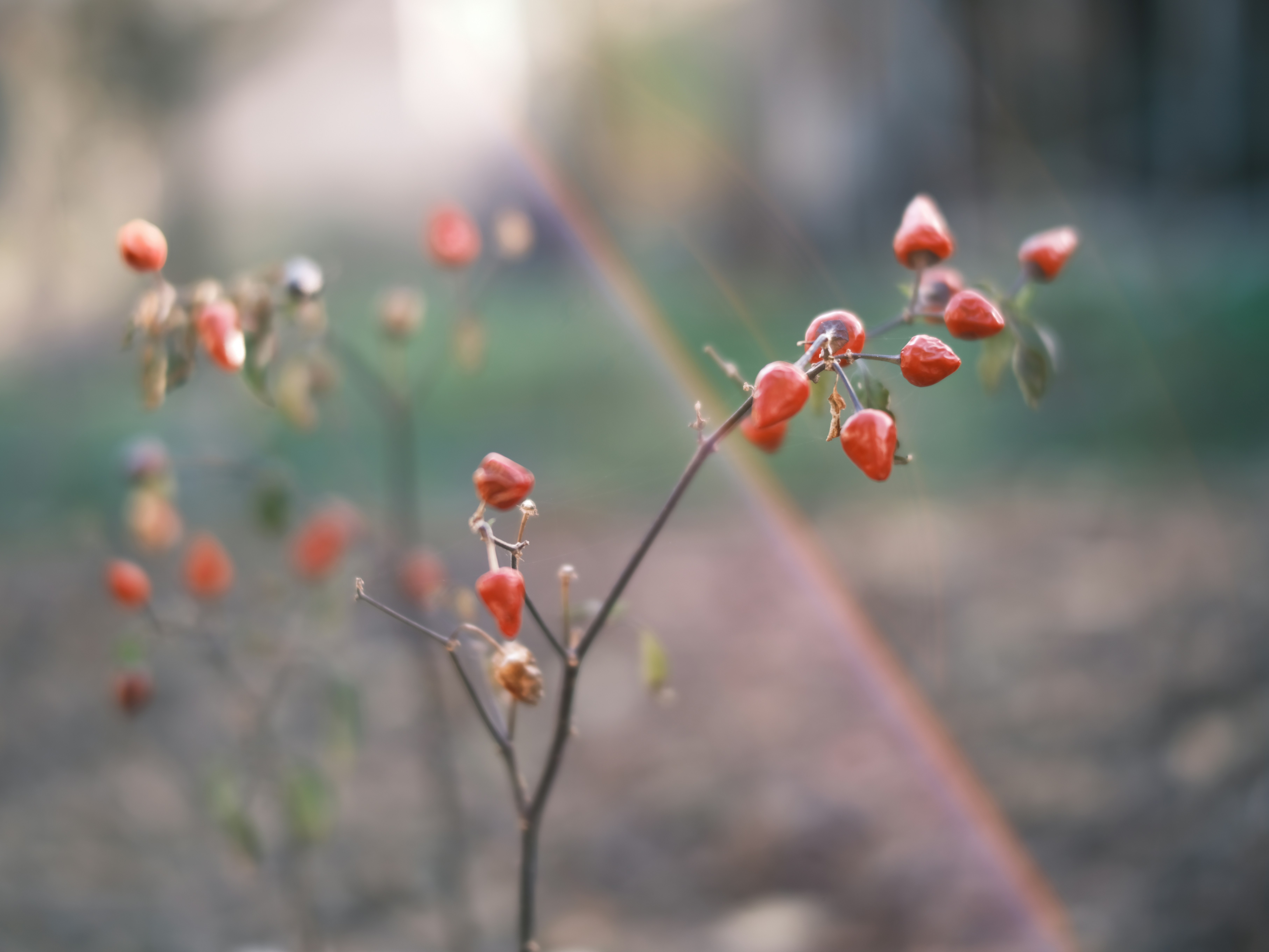 Vibrant red chillies against a blurred autumn backdrop, capturing nature's persistent color in fading warmth.