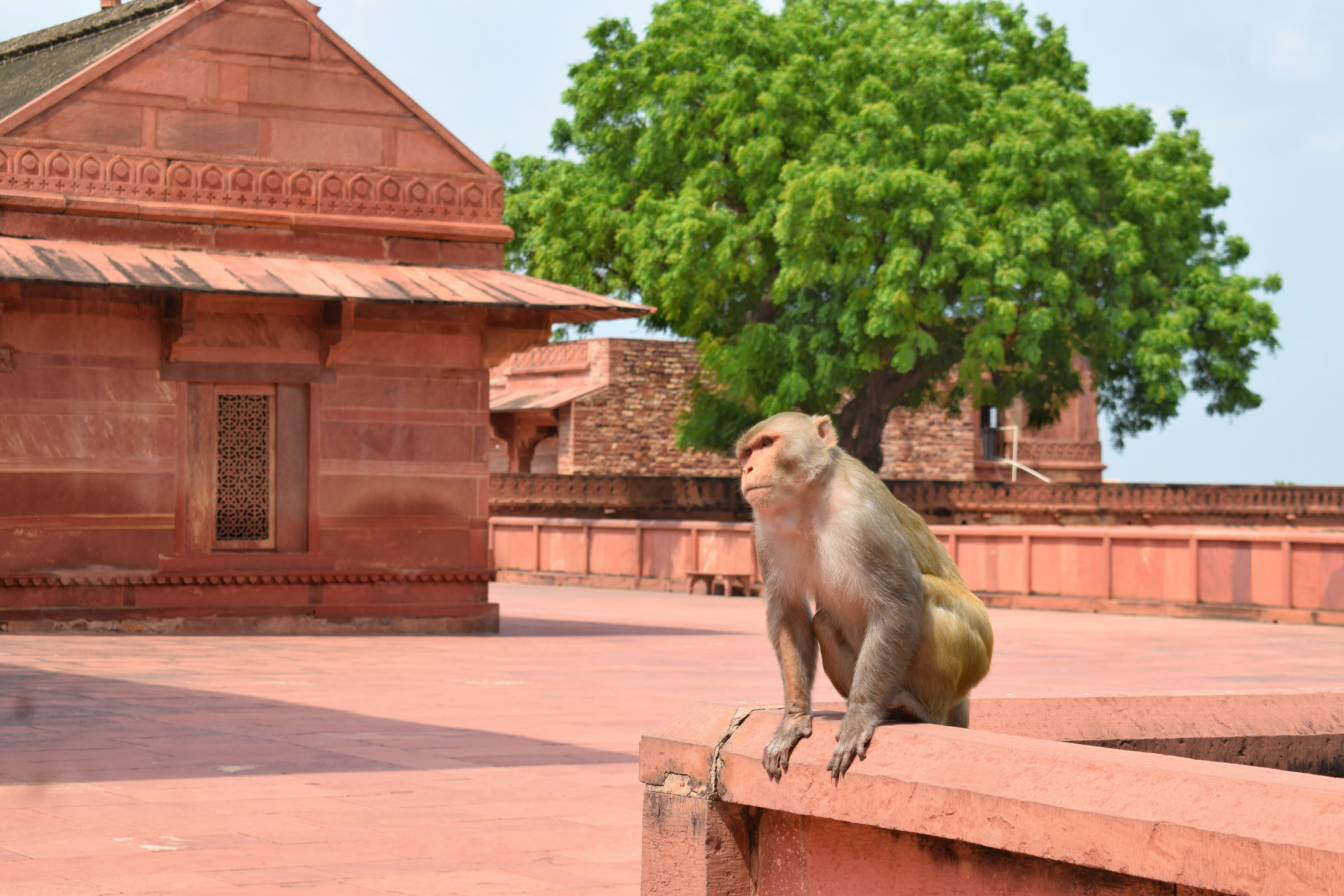 Red Terrace Sentinel: A macaque perches above temple courtyards