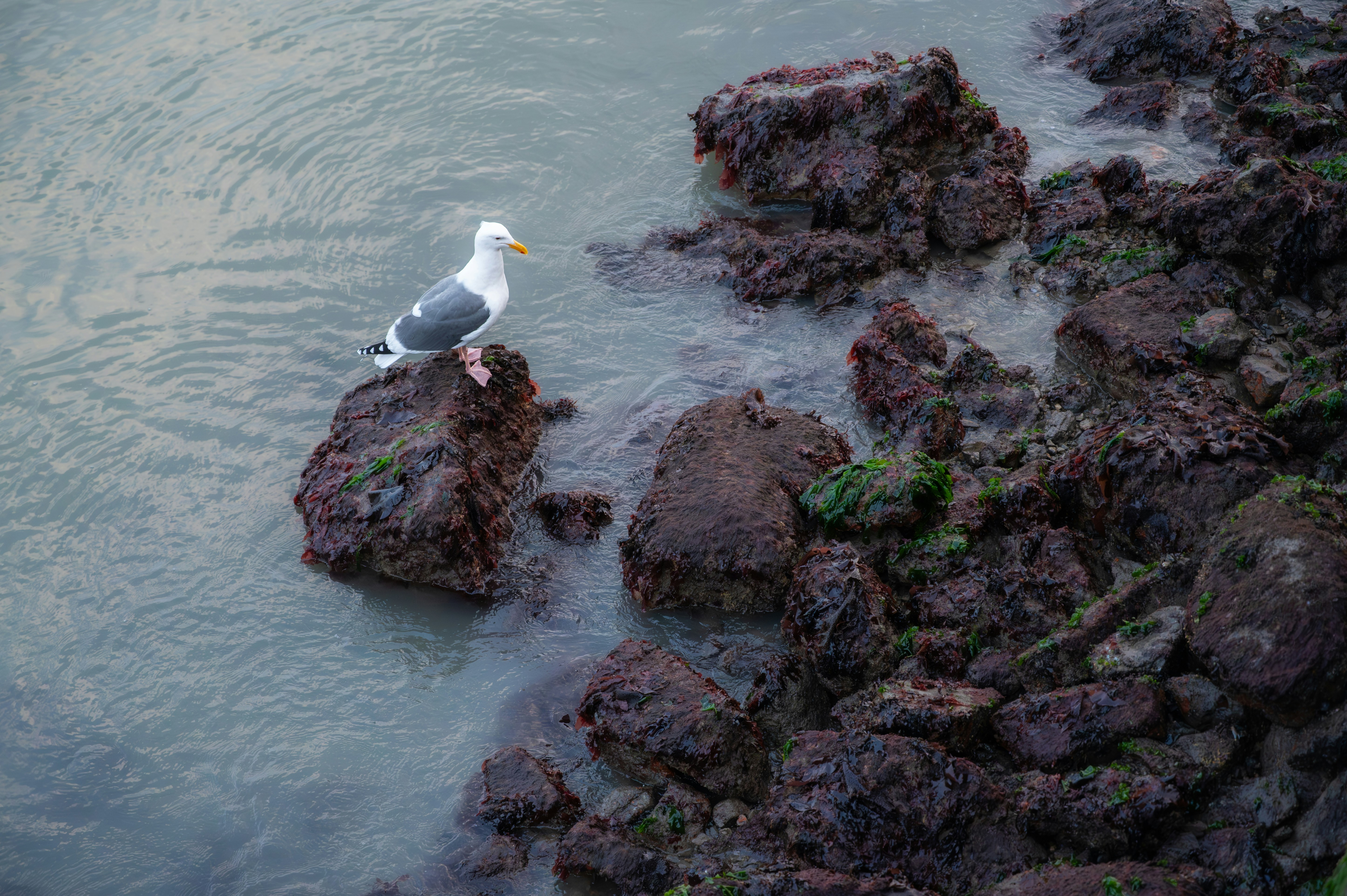 Seagull perched on a moss-covered rock surrounded by calm water.
