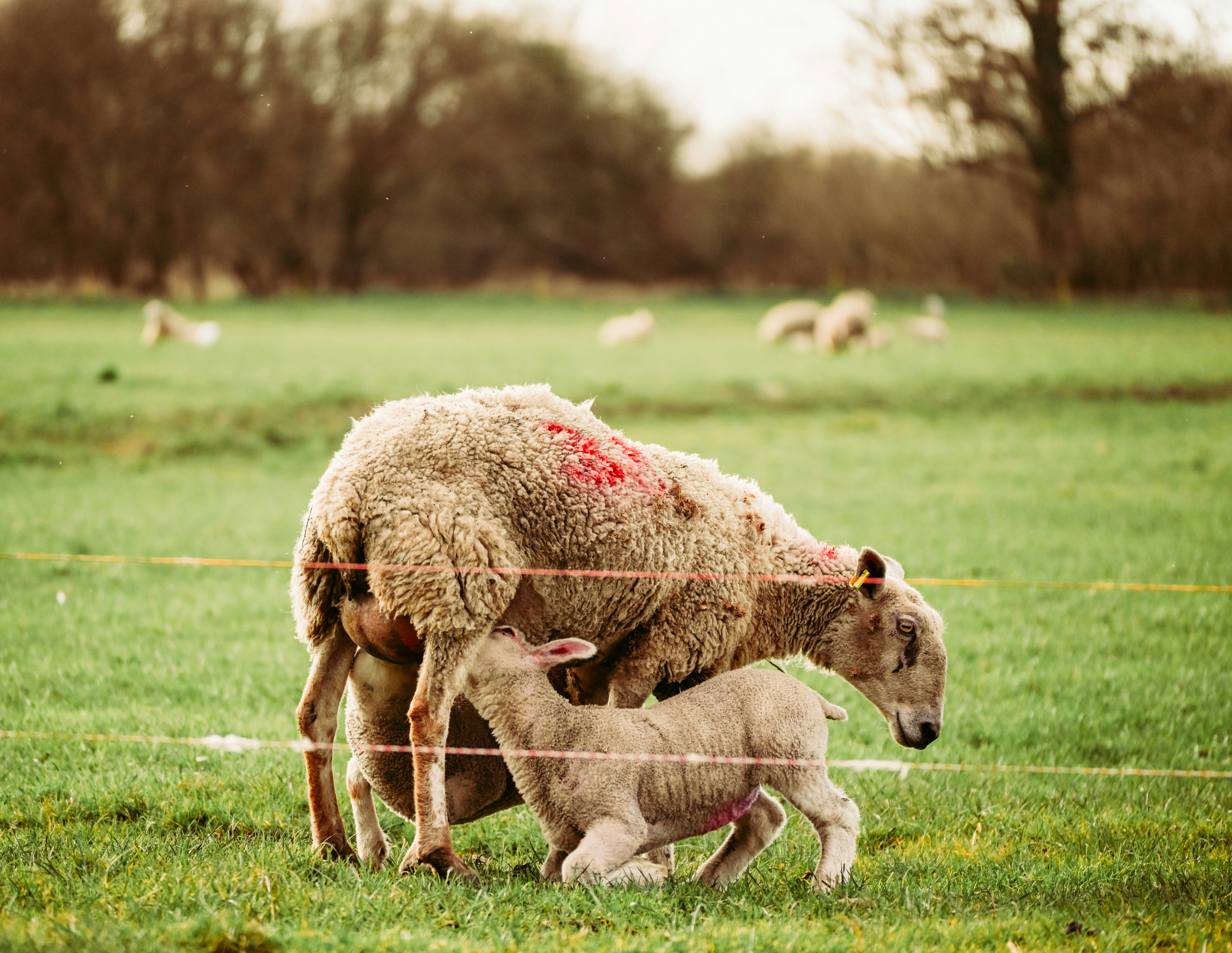 A baby sheep is nursing from its mother photo – Free Sheep Image on ...