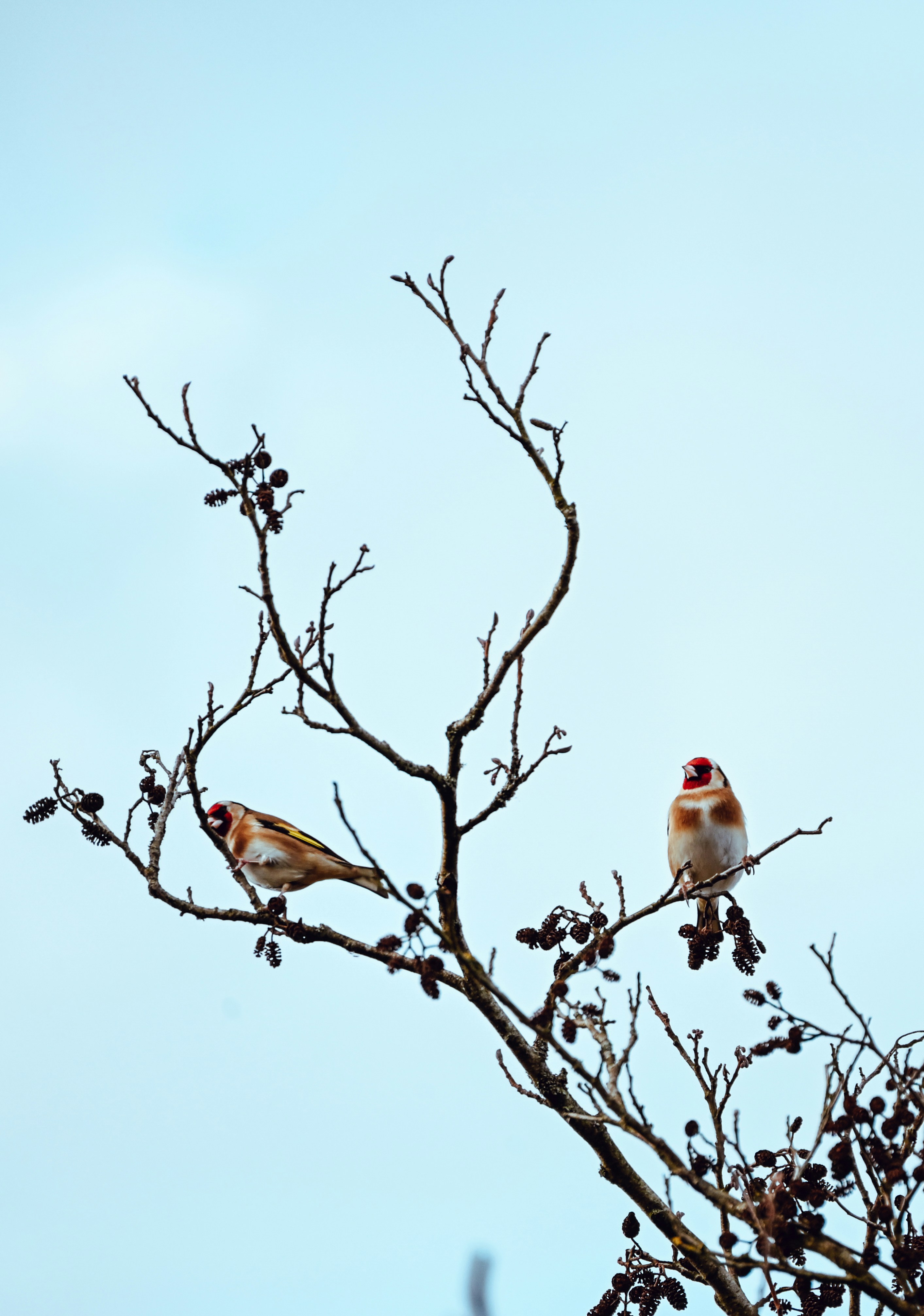 Two birds sitting on top of a tree branch photo – Free Bird Image on ...