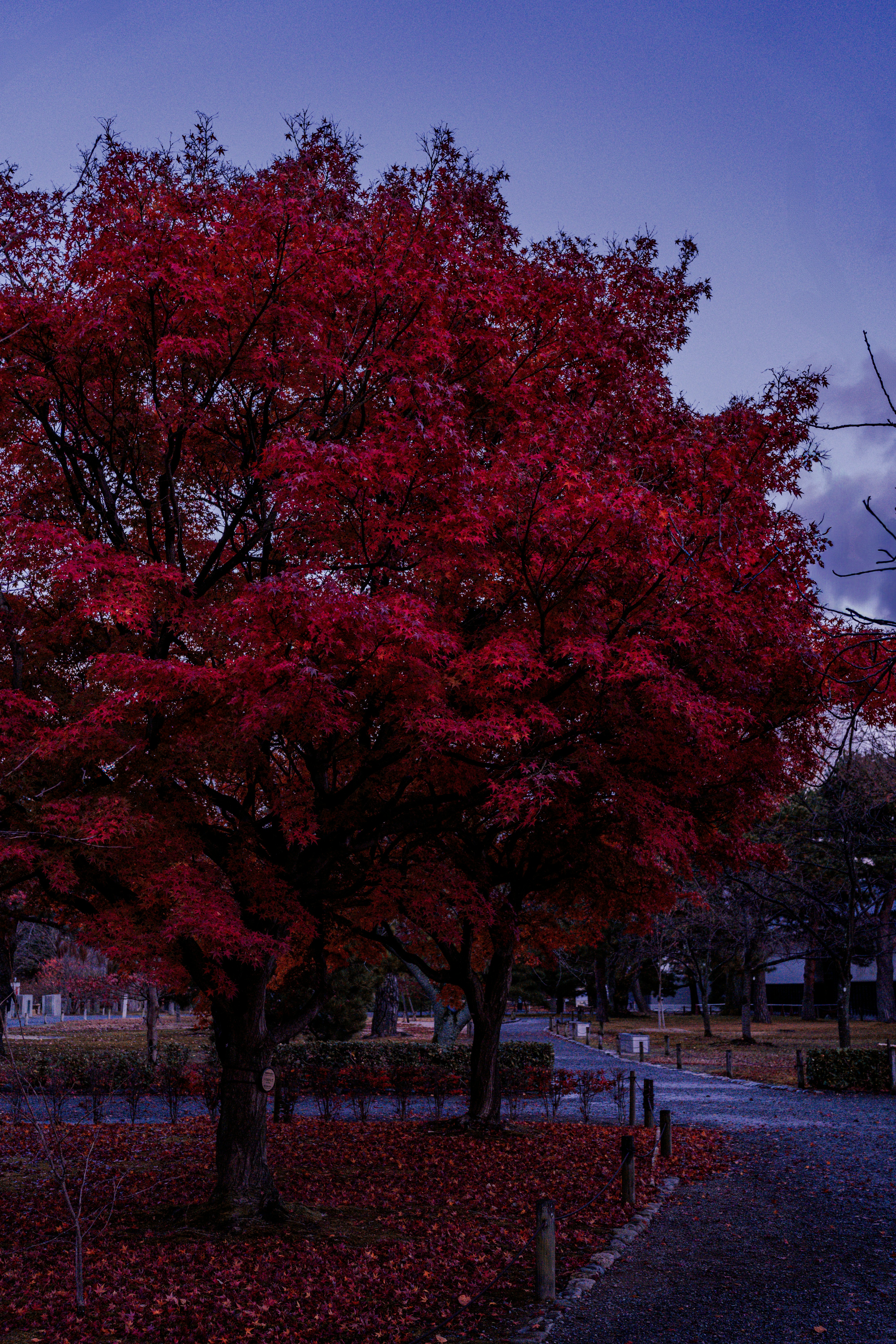 Crimson Canopy Over a Quiet Park Path at Dusk