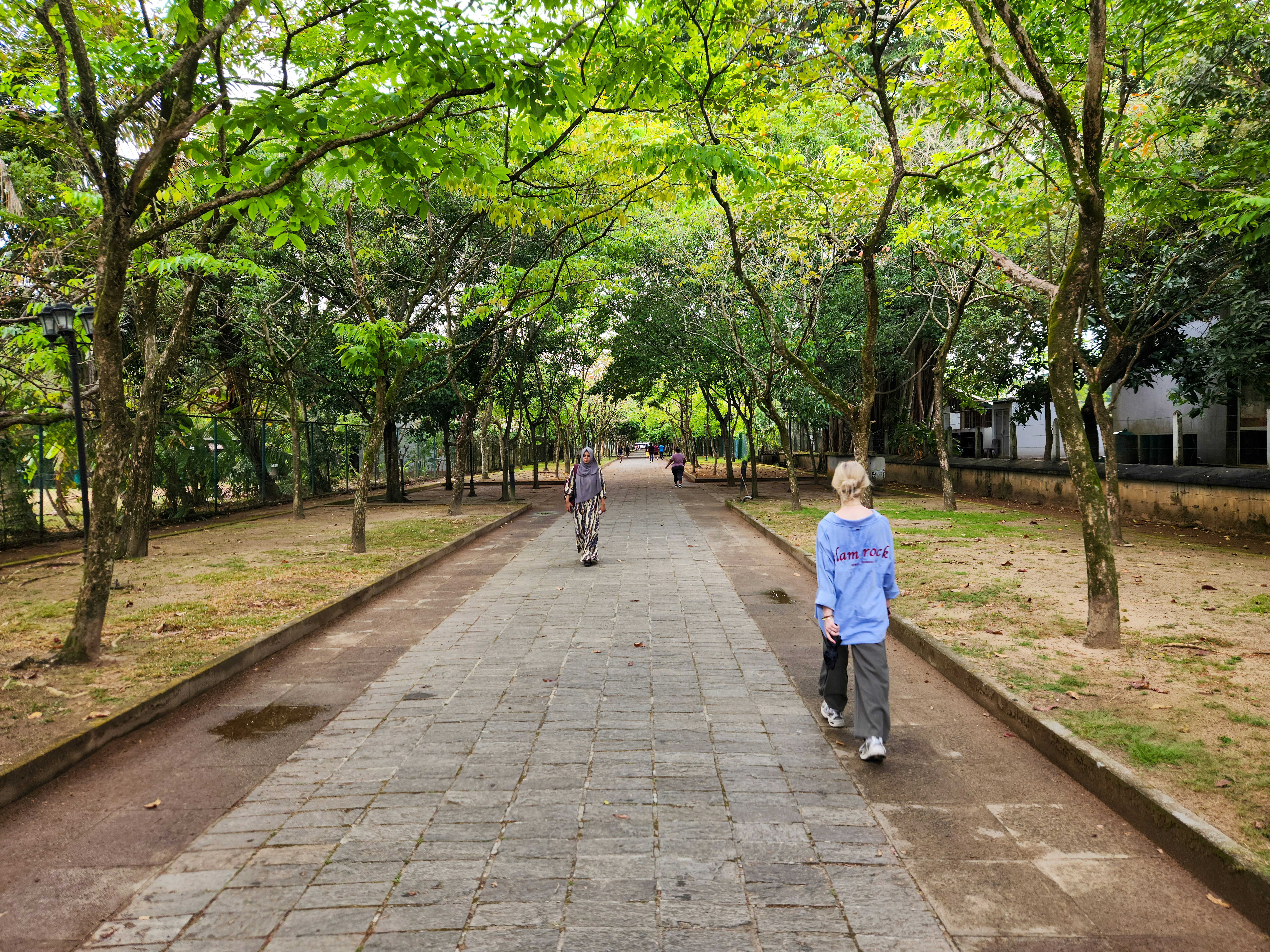 Tree-lined walkway in Colombo, Sri Lanka, with people strolling under lush green foliage.