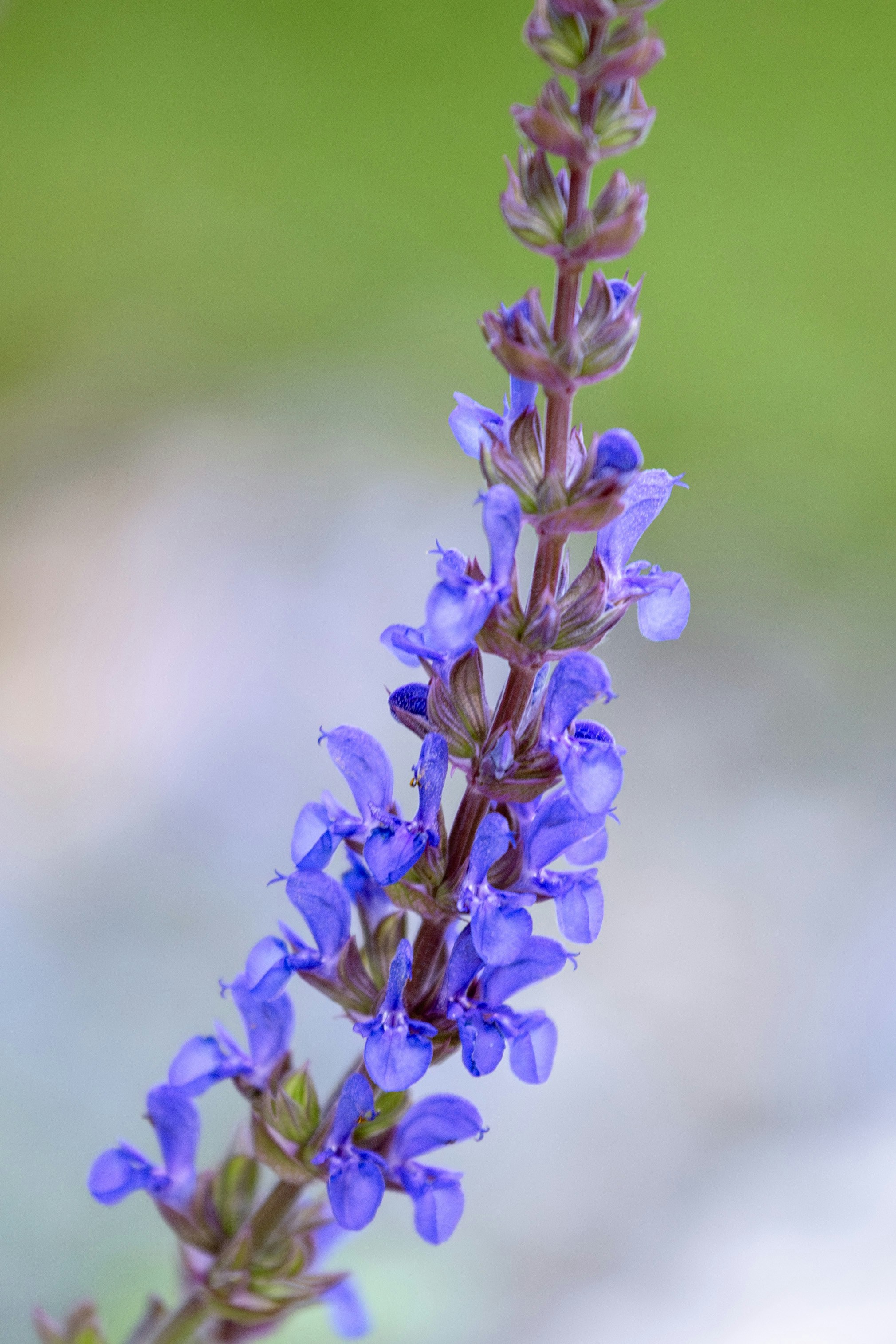 Las flores silvestres de color púrpura florecen en un tallo alto. foto ...