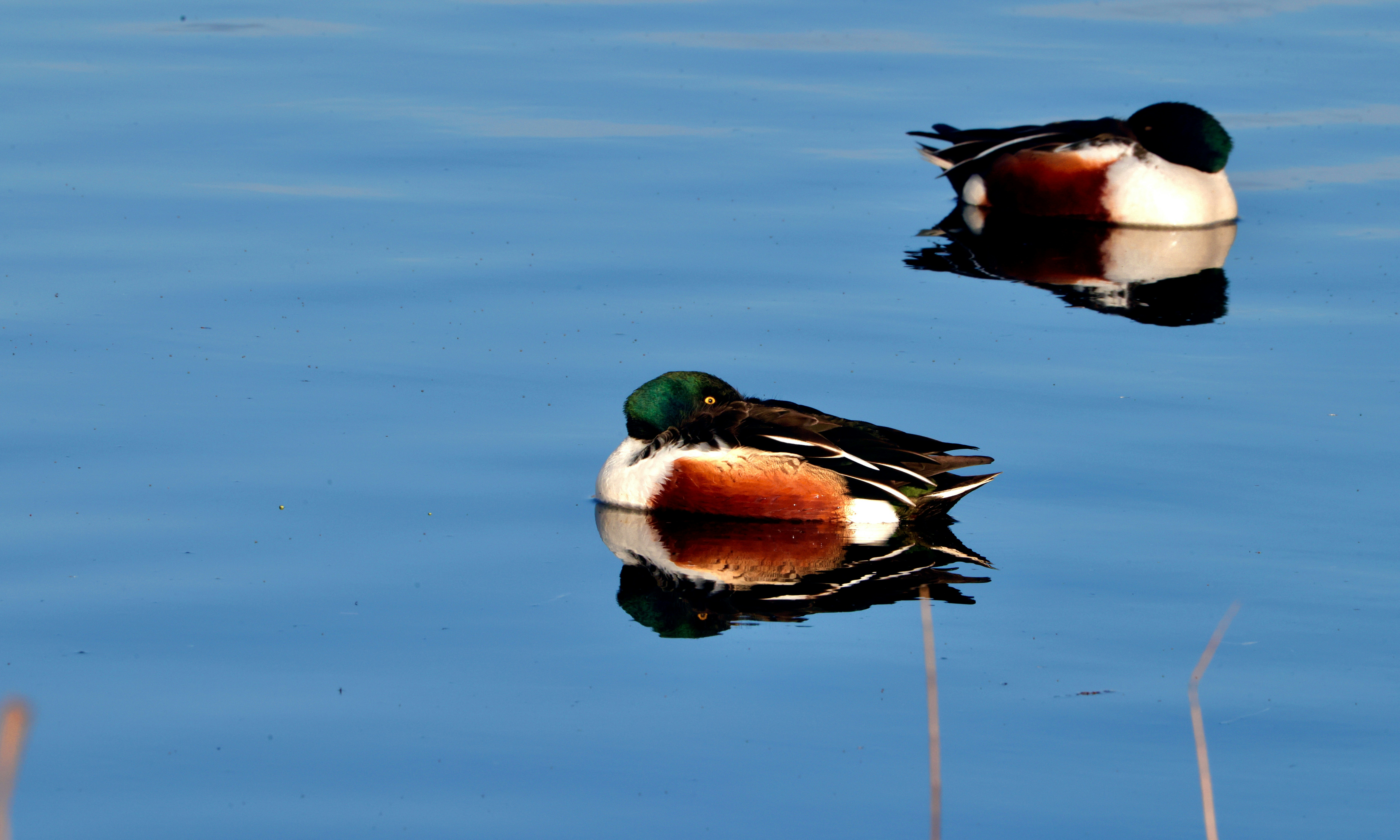 Floating duet: emerald heads and orange‑breasted confidences on calm blue waters
