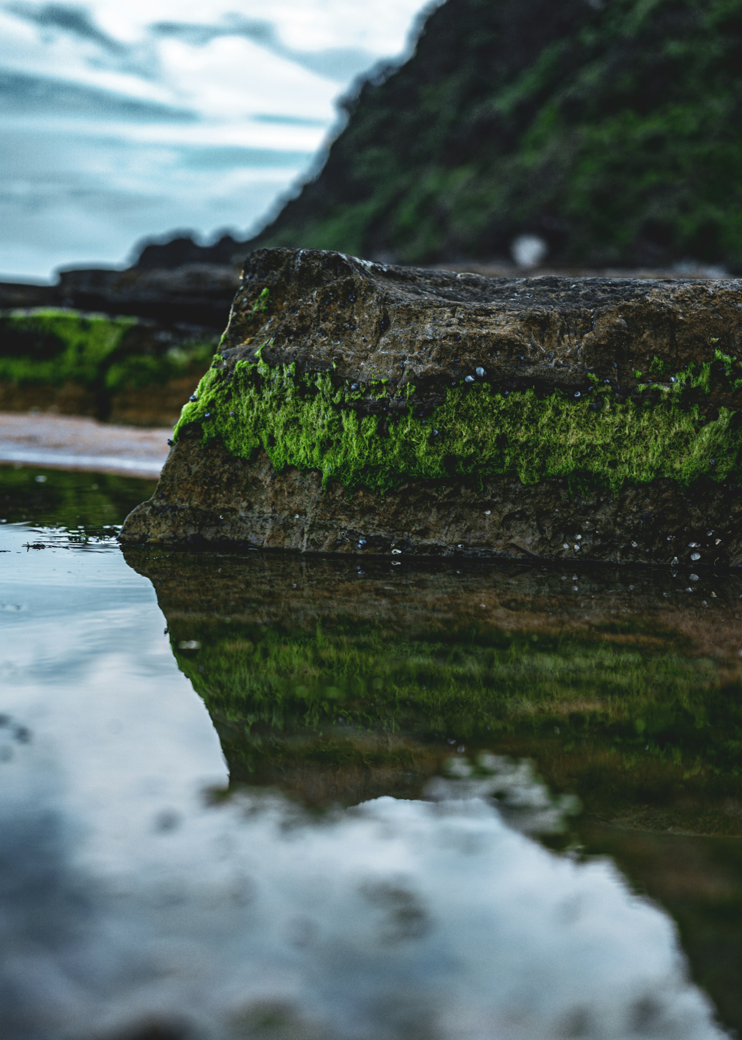 A rock with green algae reflects in the water. photo – Free Rock Image ...