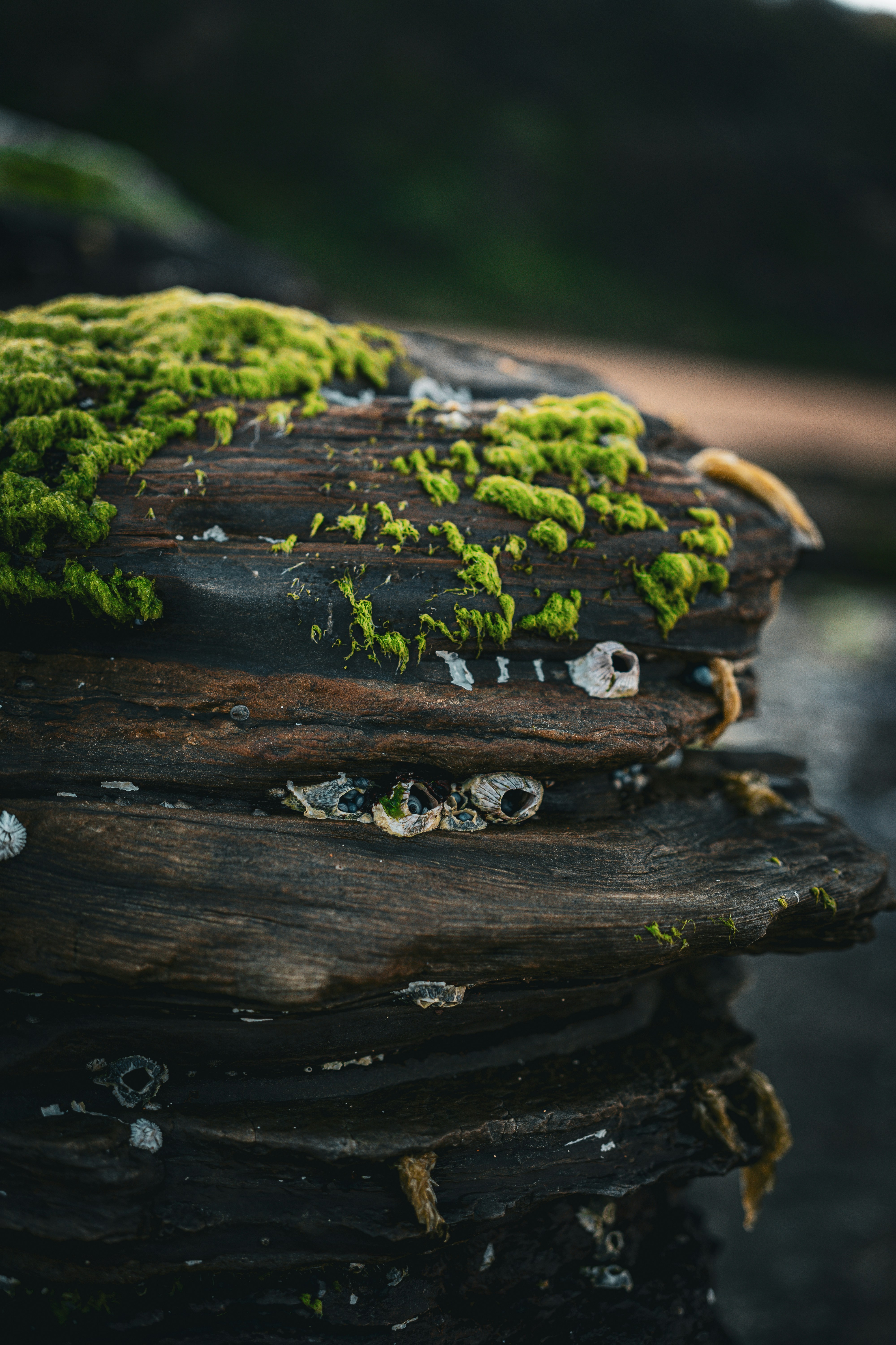 Moss-clad Veteran: close-up of weathered timber by the shore