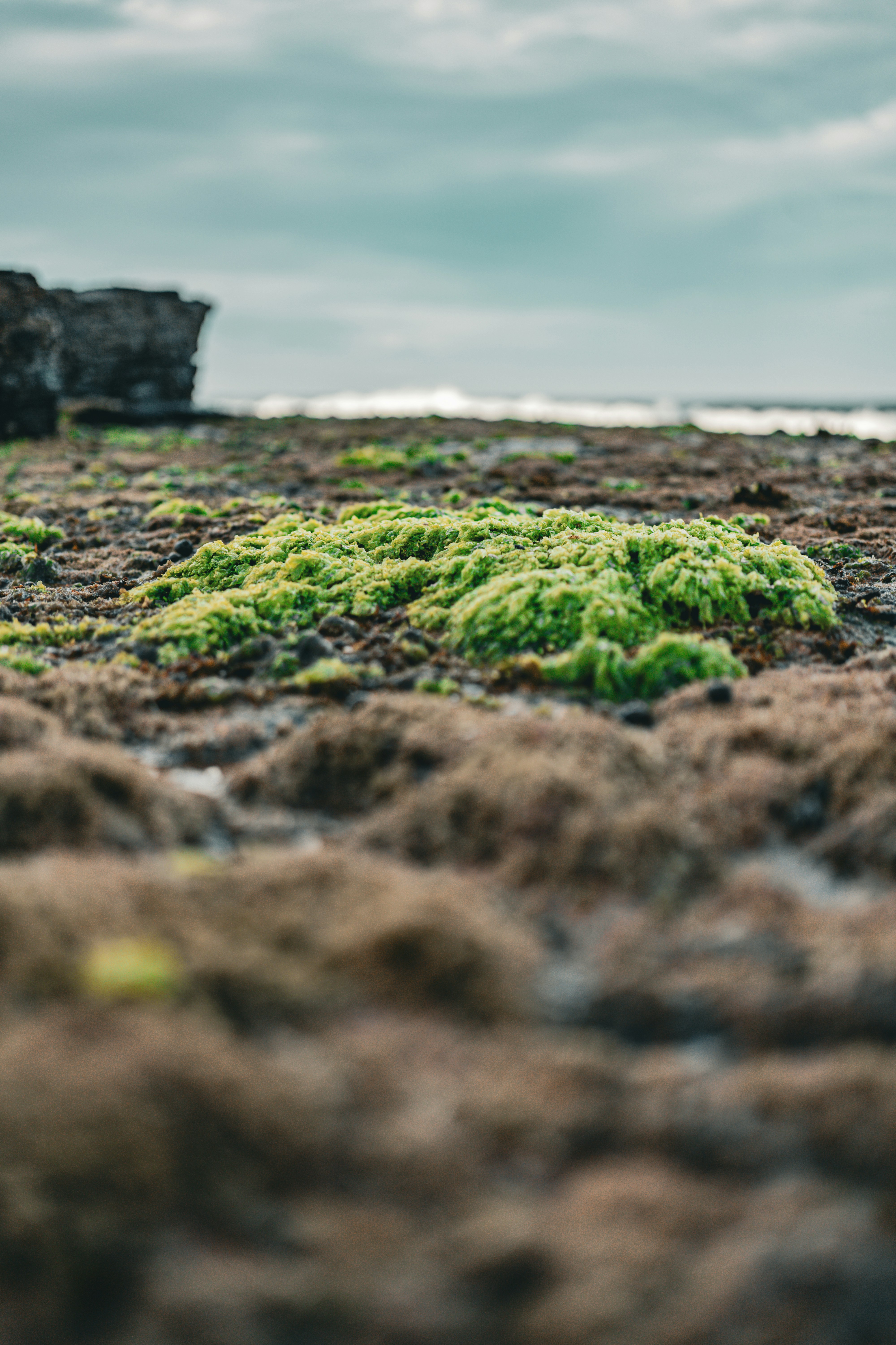 Emerald Carpet on Weathered Shore: Moss at the Tidal Edge