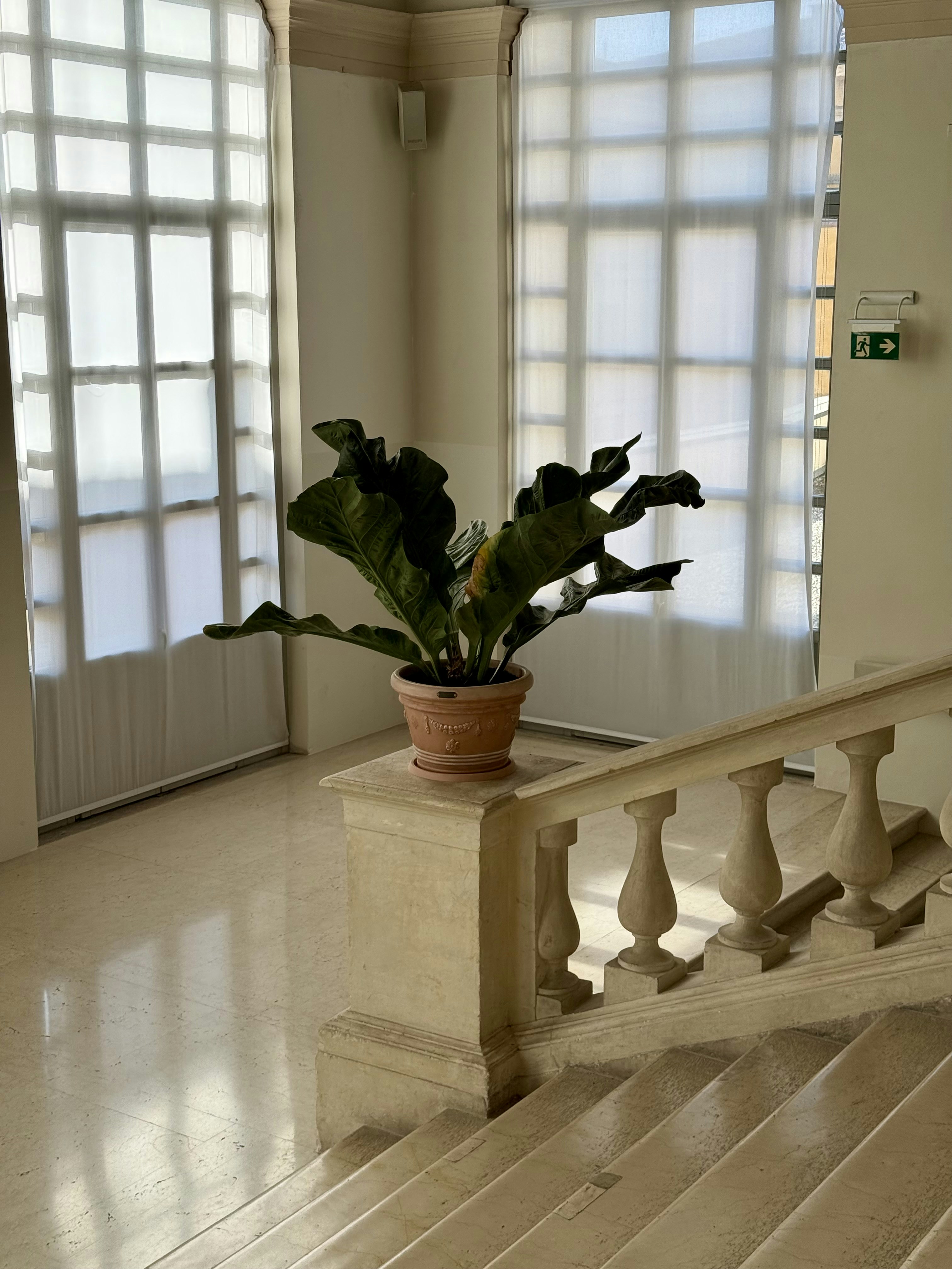 Potted plant on a marble staircase with soft light filtering through large windows.