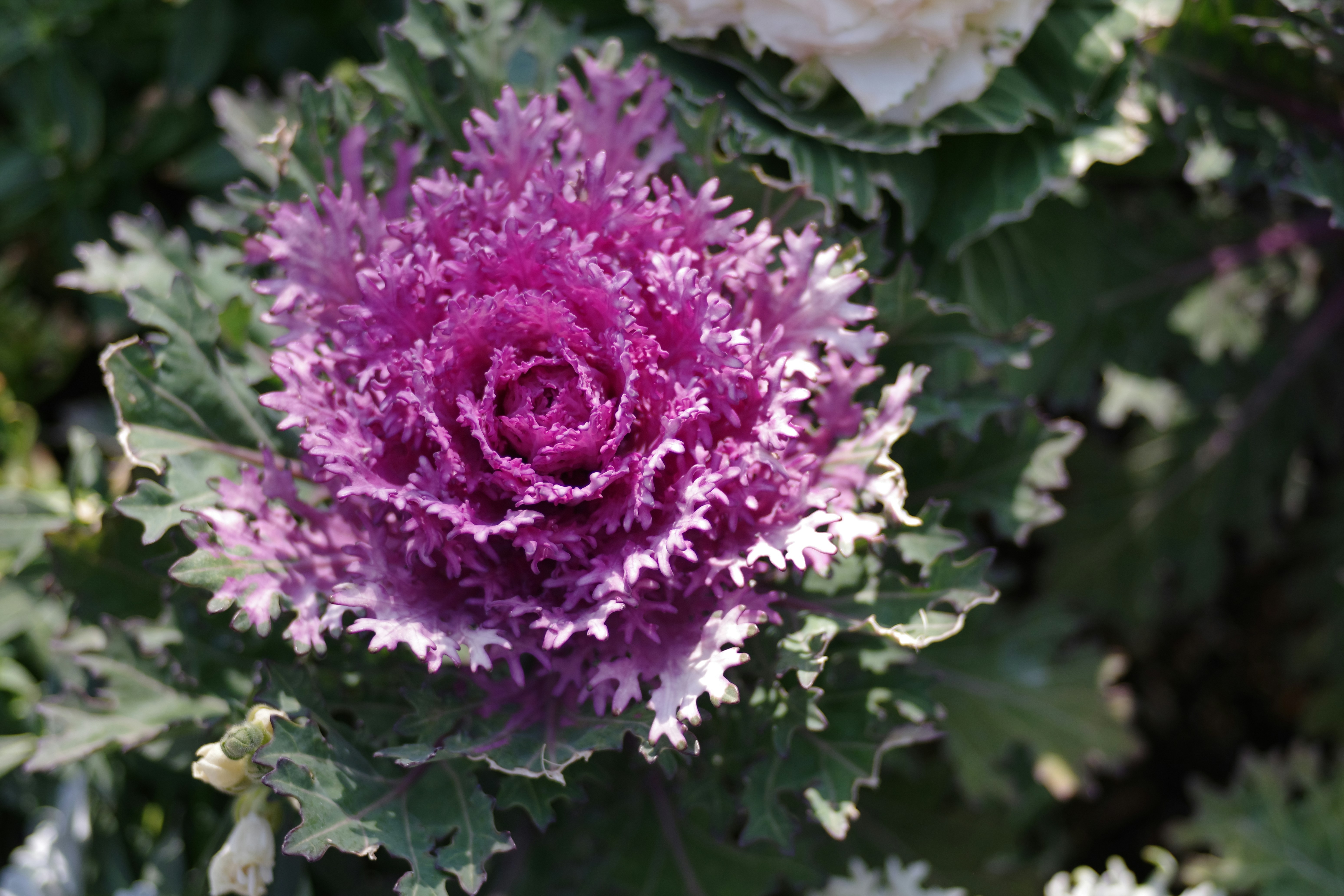 Una planta de col ornamental púrpura está en el foco. foto – Imagen de ...