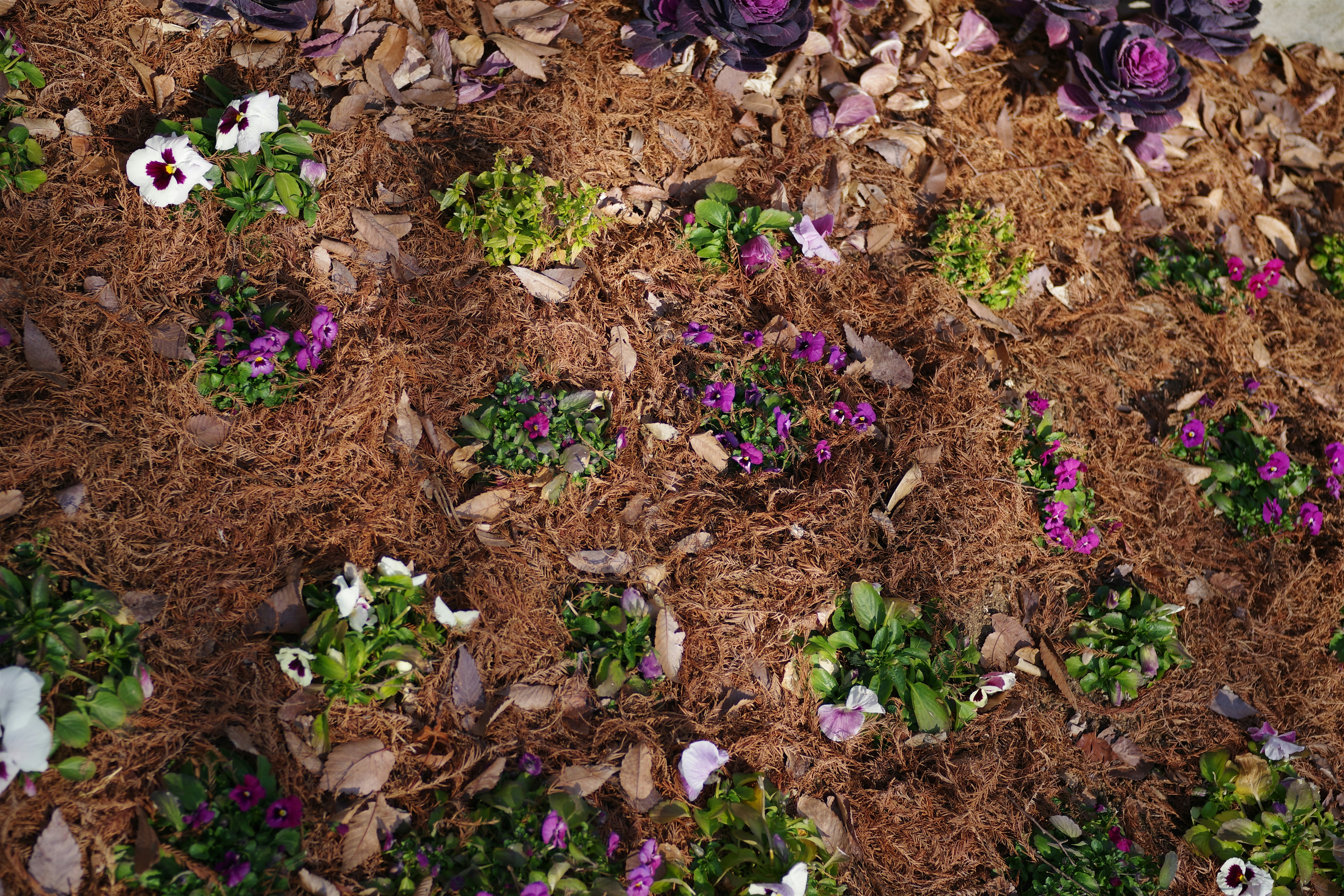 Flowers bloom in a mulched garden bed.
