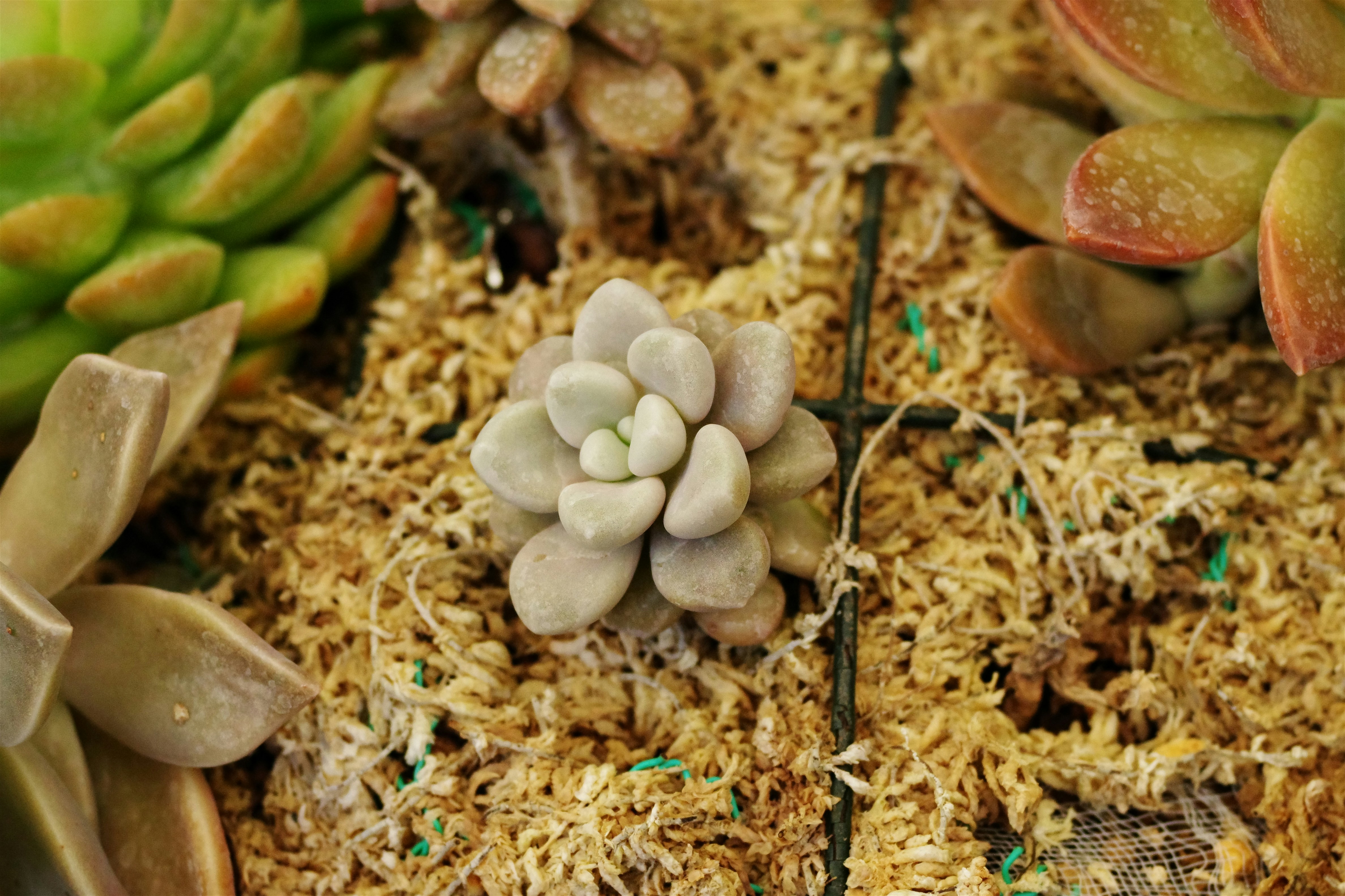 Cluster of succulents in varying shades of green and brown nestled on a bed of dried moss.