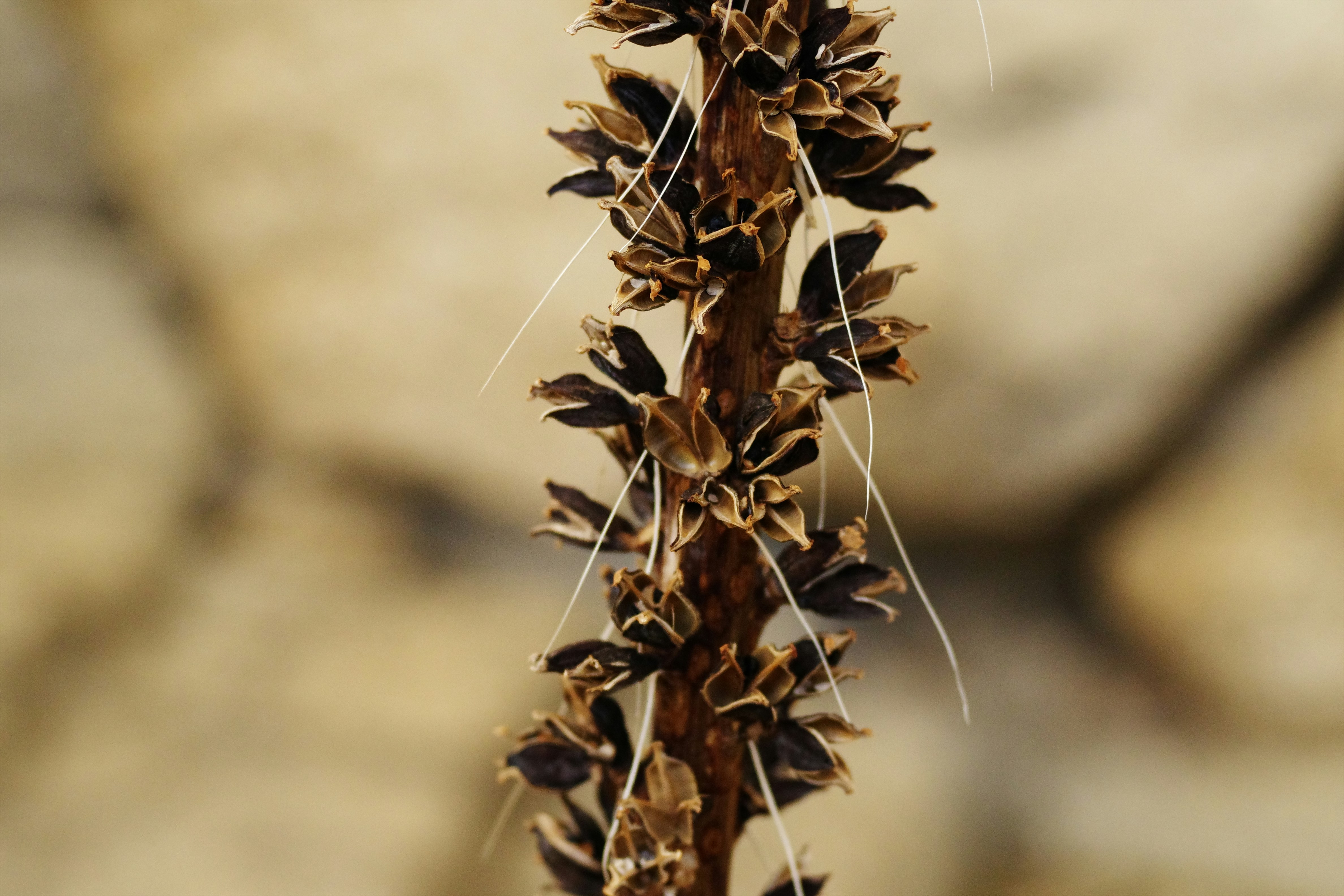 Central Seedhead: a withered spike framed by soft, warm background
