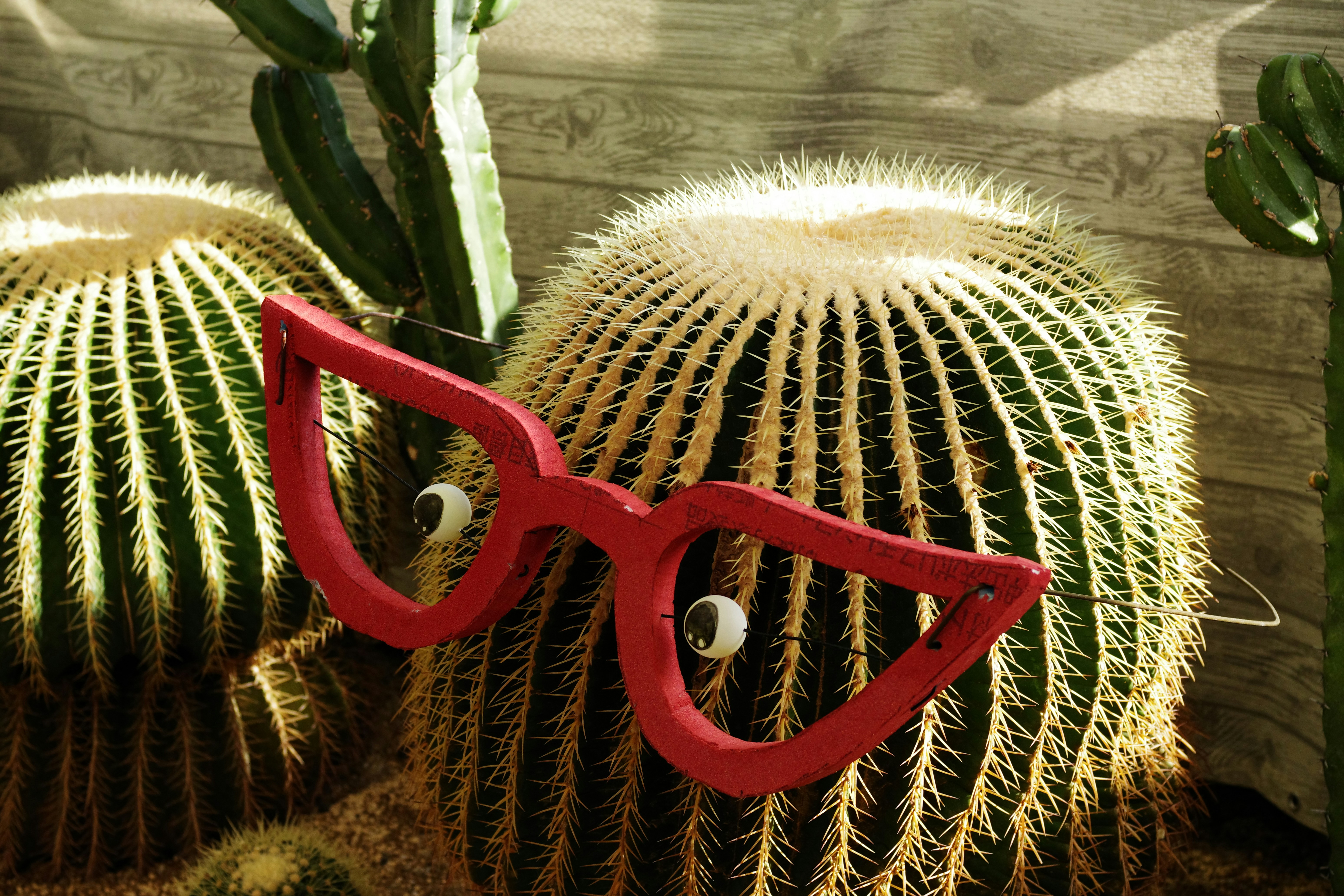 Scarlet Specs on a Sunburst Cactus