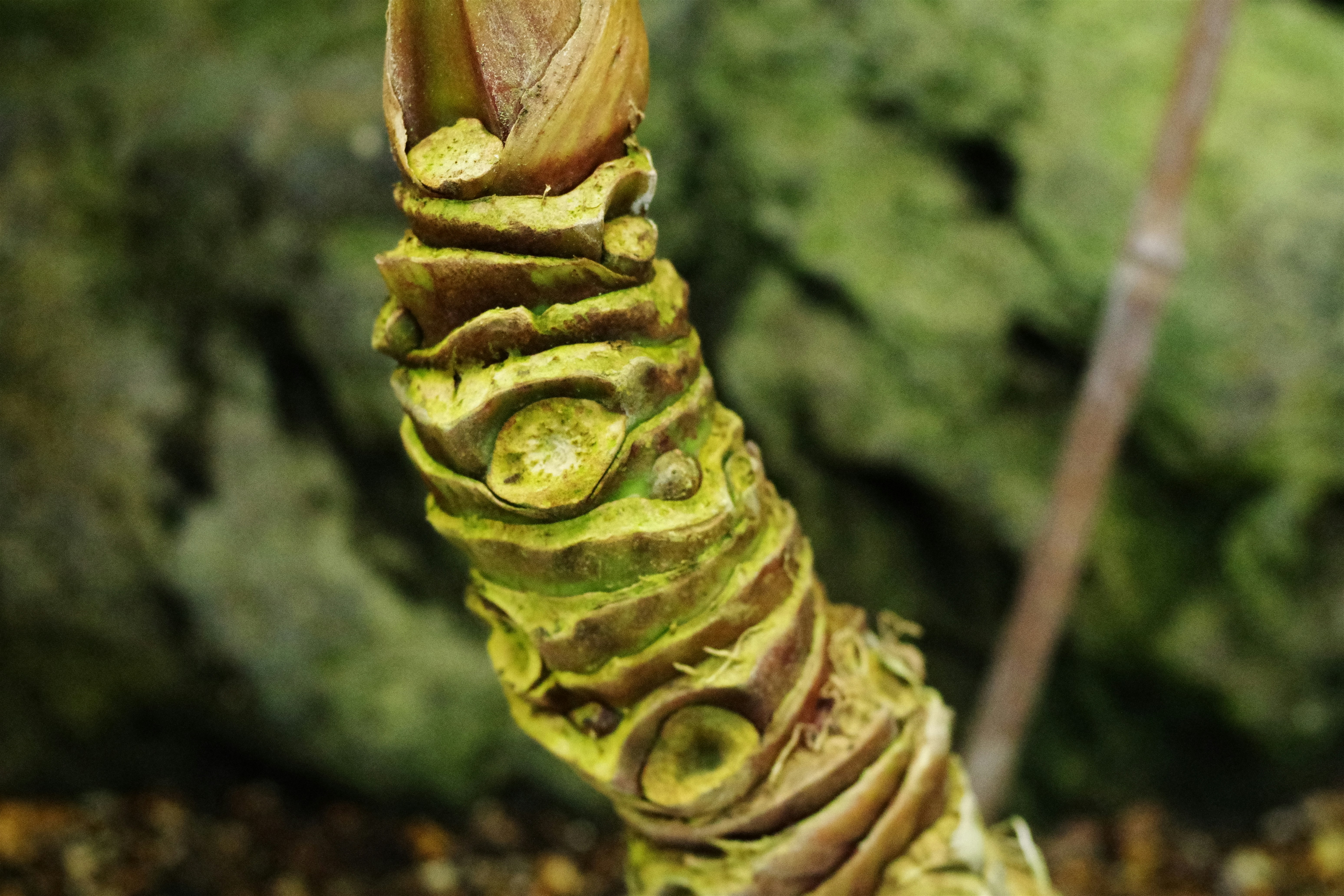 Verdant Spirals of Nature