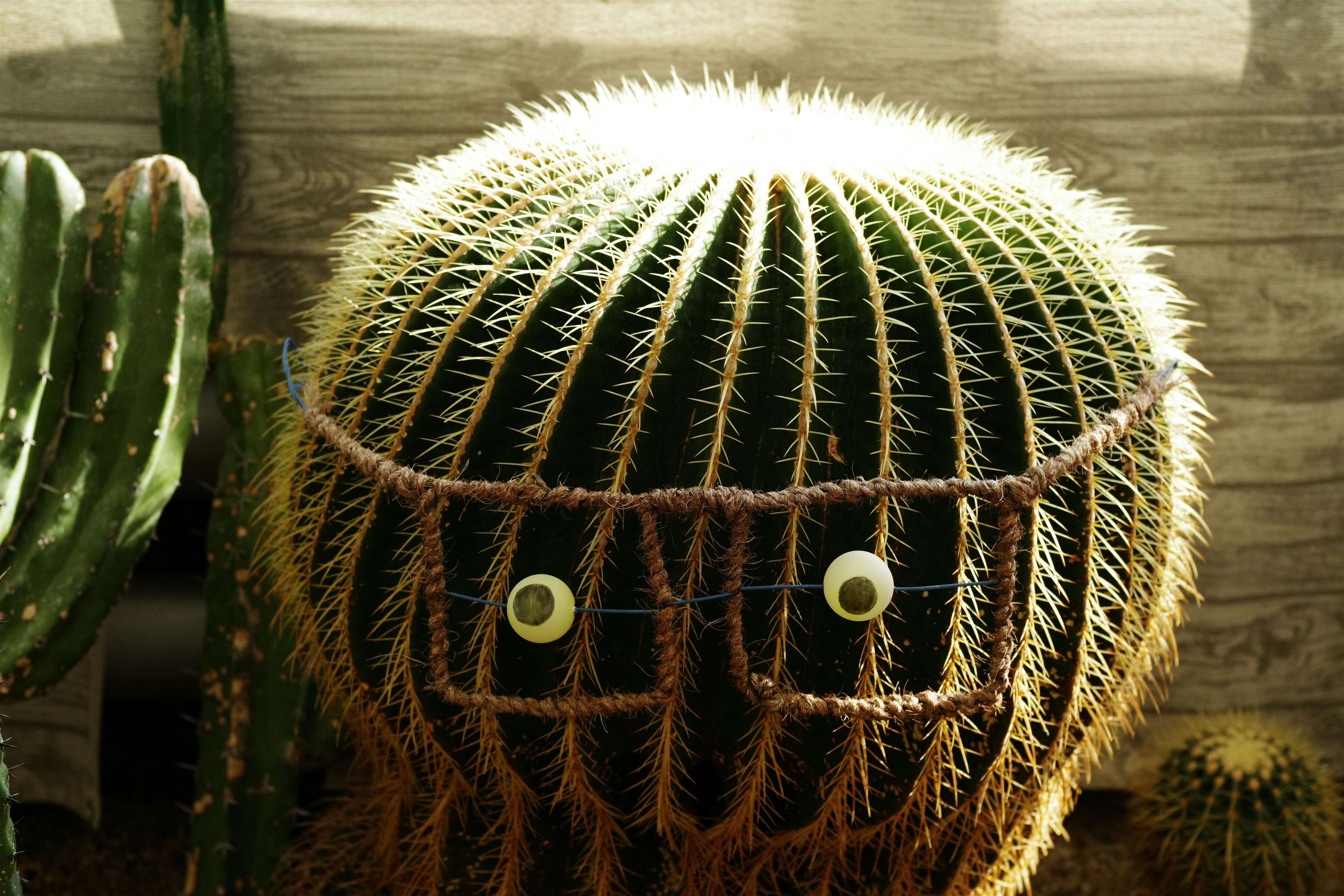 Button-Eyed Barrel: A Sunlit Cactus Portrait on Weathered Wood
