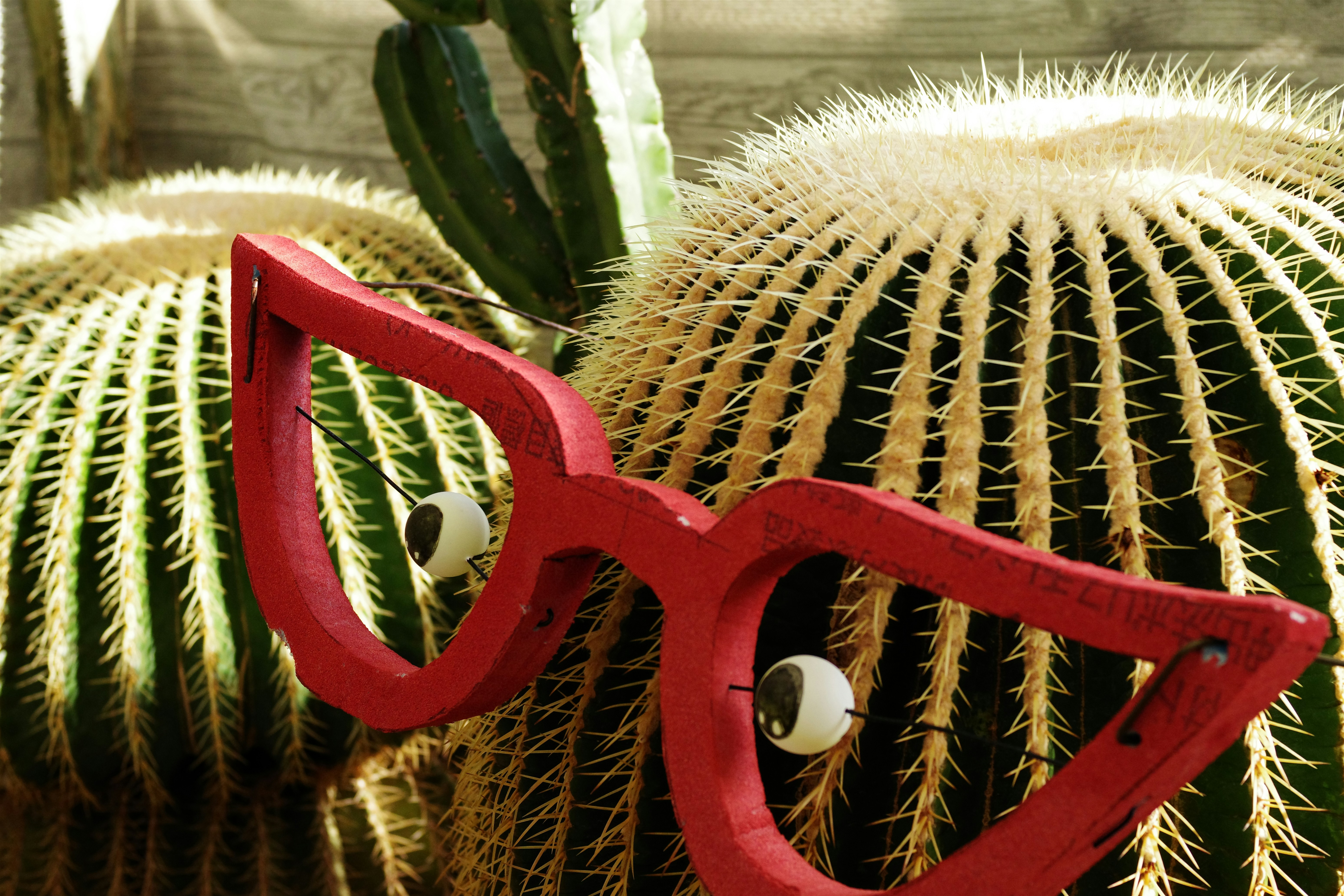 Bright red glasses perched on a round barrel cactus with long spines under warm light, creating a playful still life with a hint of whimsy.