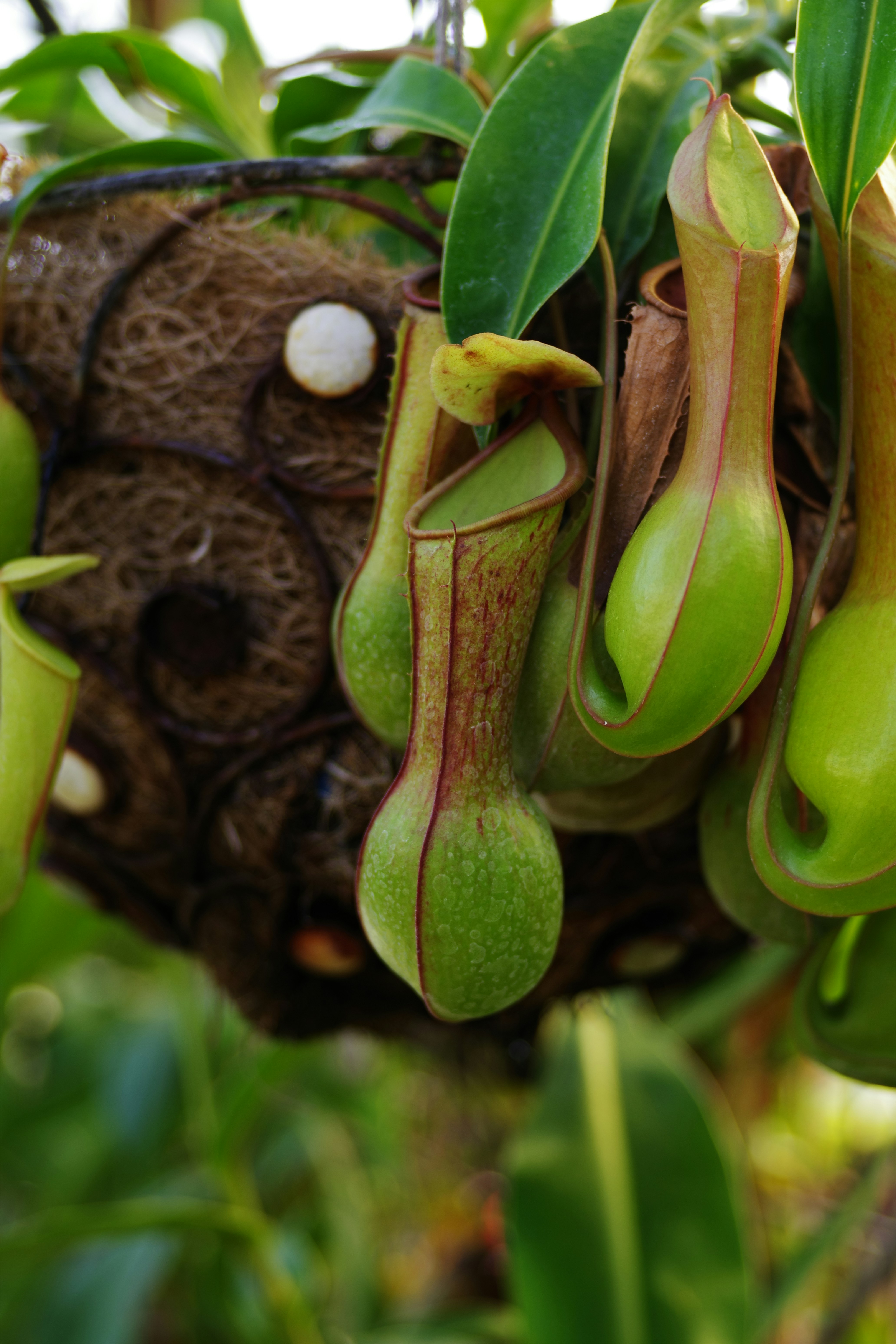 A carnivorous pitcher plant hangs in a basket. photo – Free Flower ...