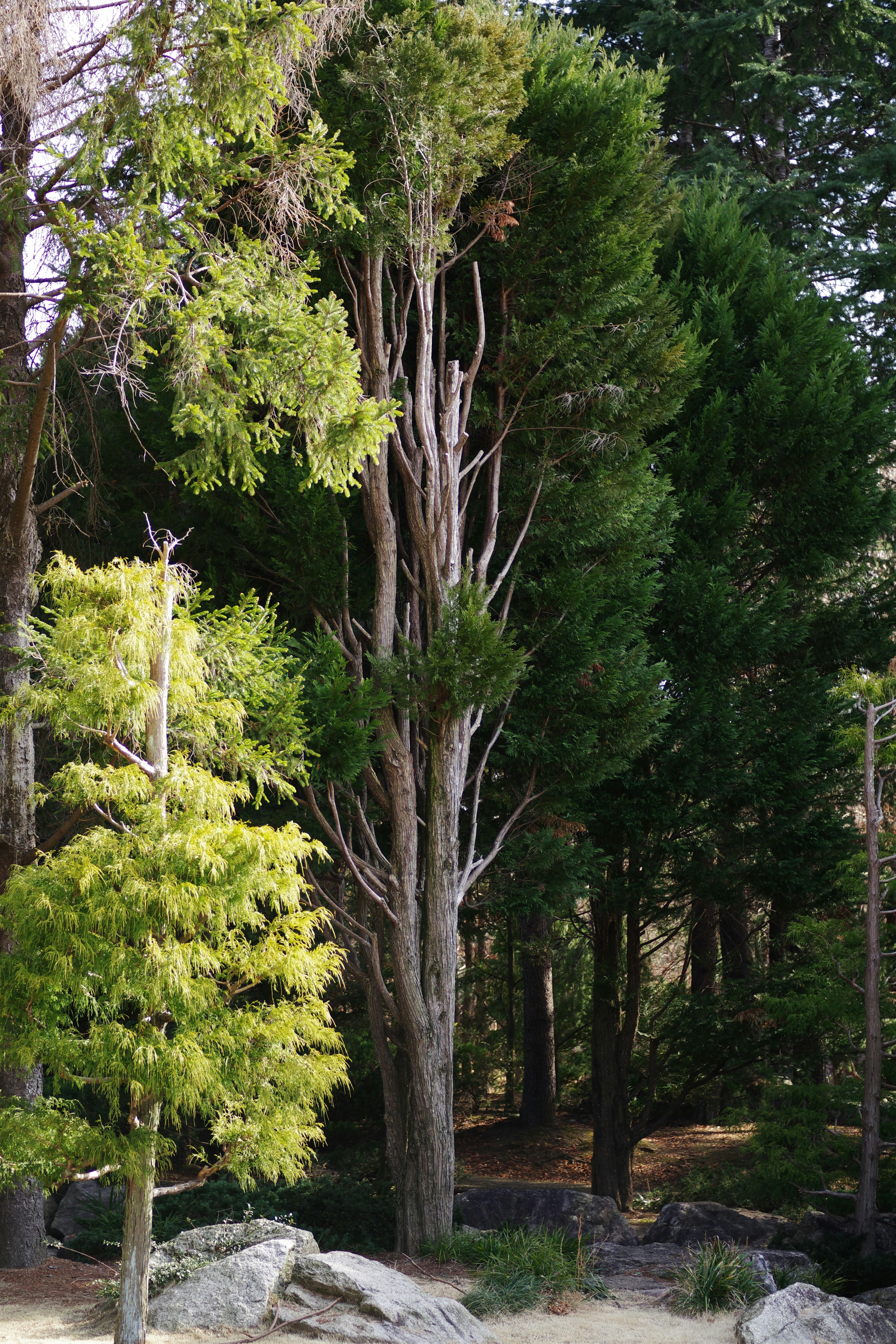 The Lone Trunk Rising Through a Pine Cathedral