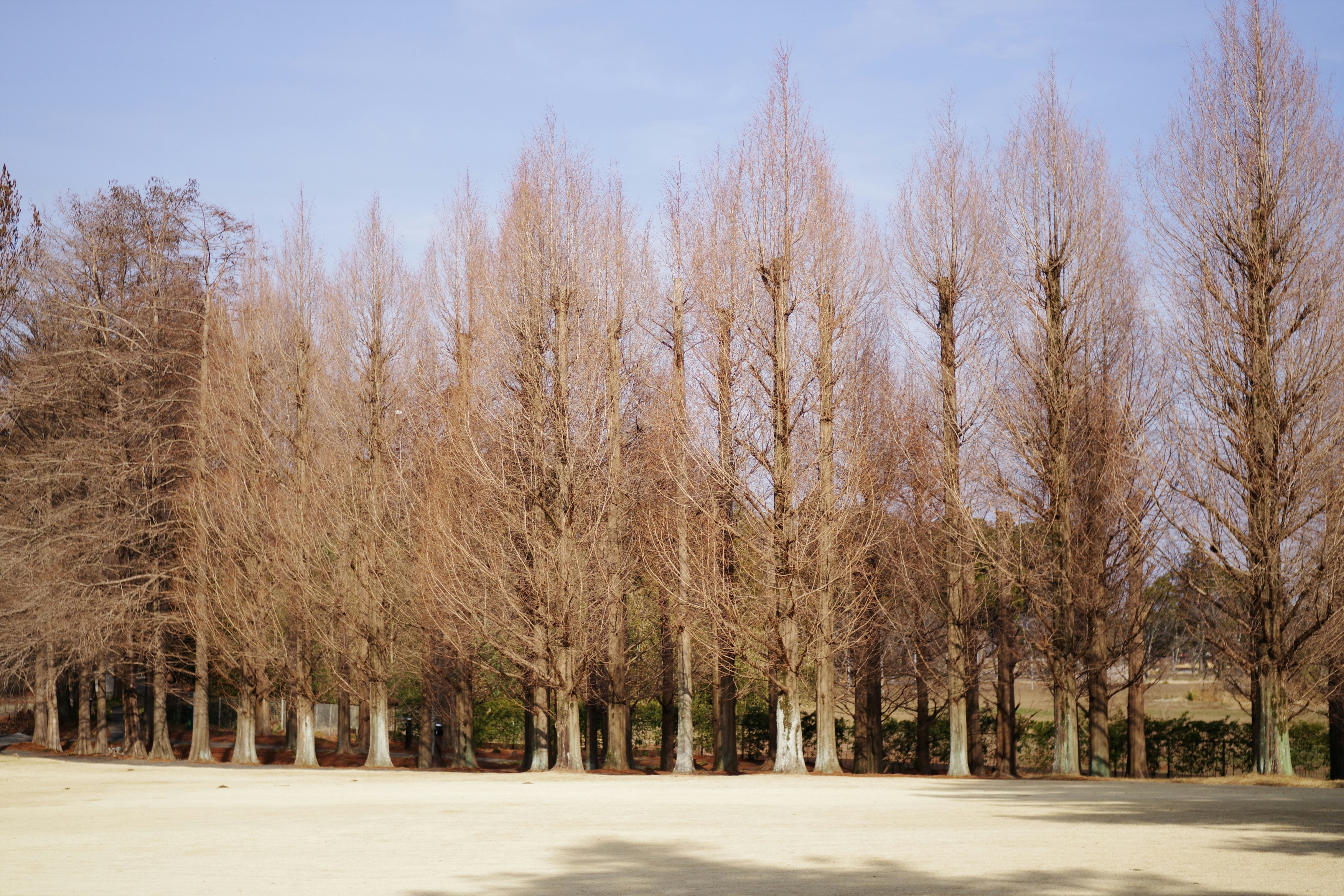 Chorus of Bare Trunks Along a Quiet Field Under a Clear Sky