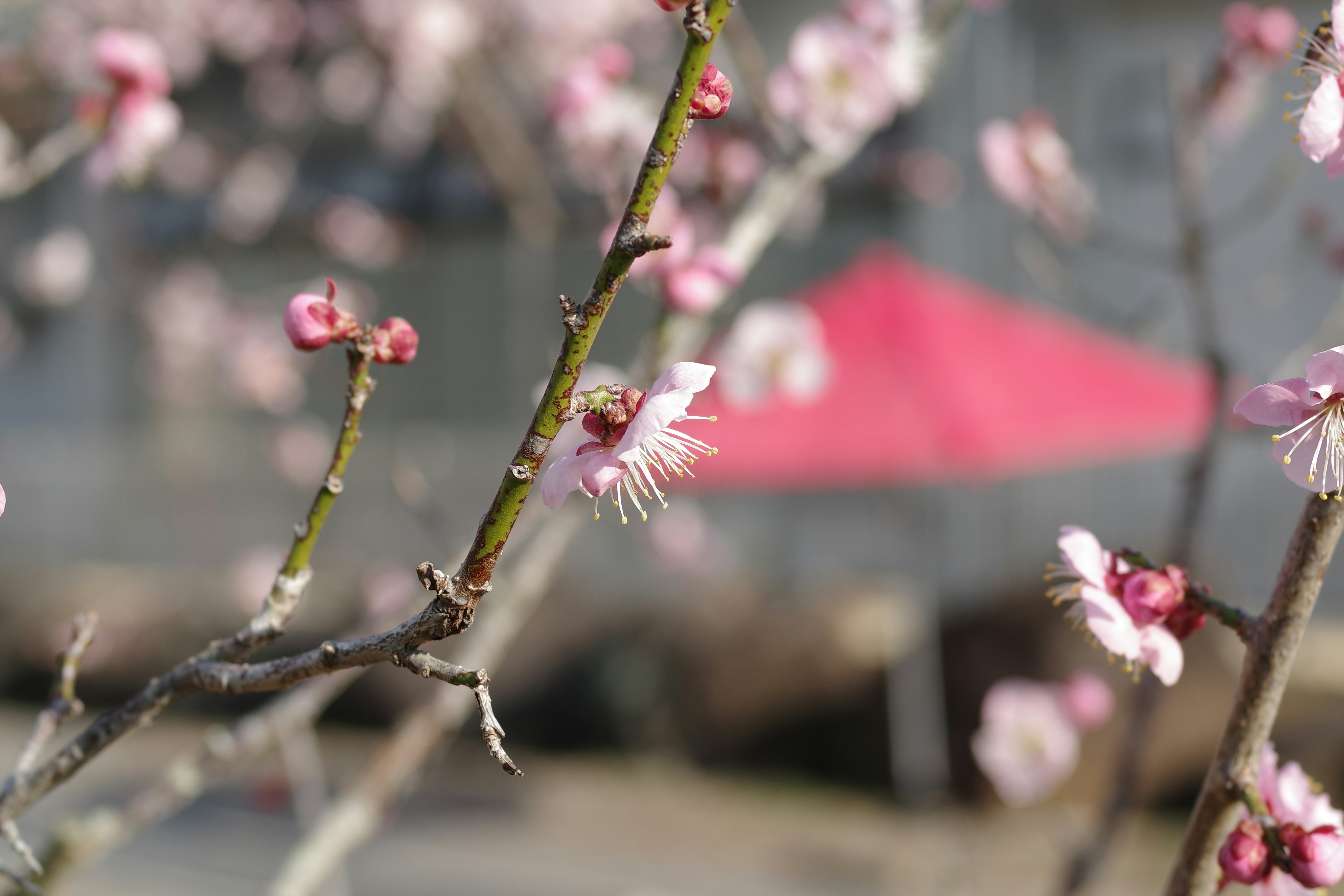 Blossom in Sharp Focus: a lone pink bloom against a creamy, blurred spring backdrop