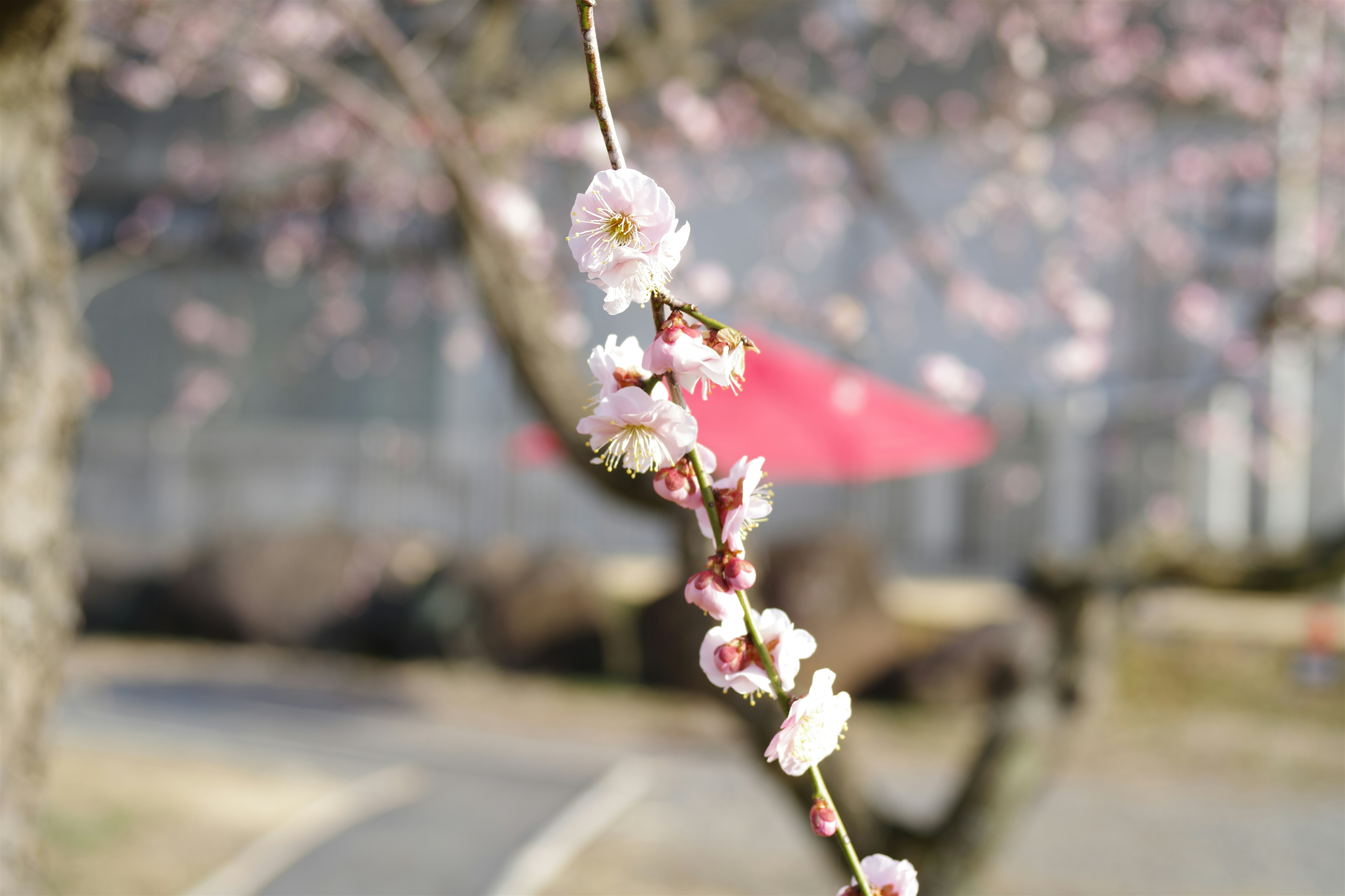 Photo by Naoki Suzuki with Pentax K-3 III