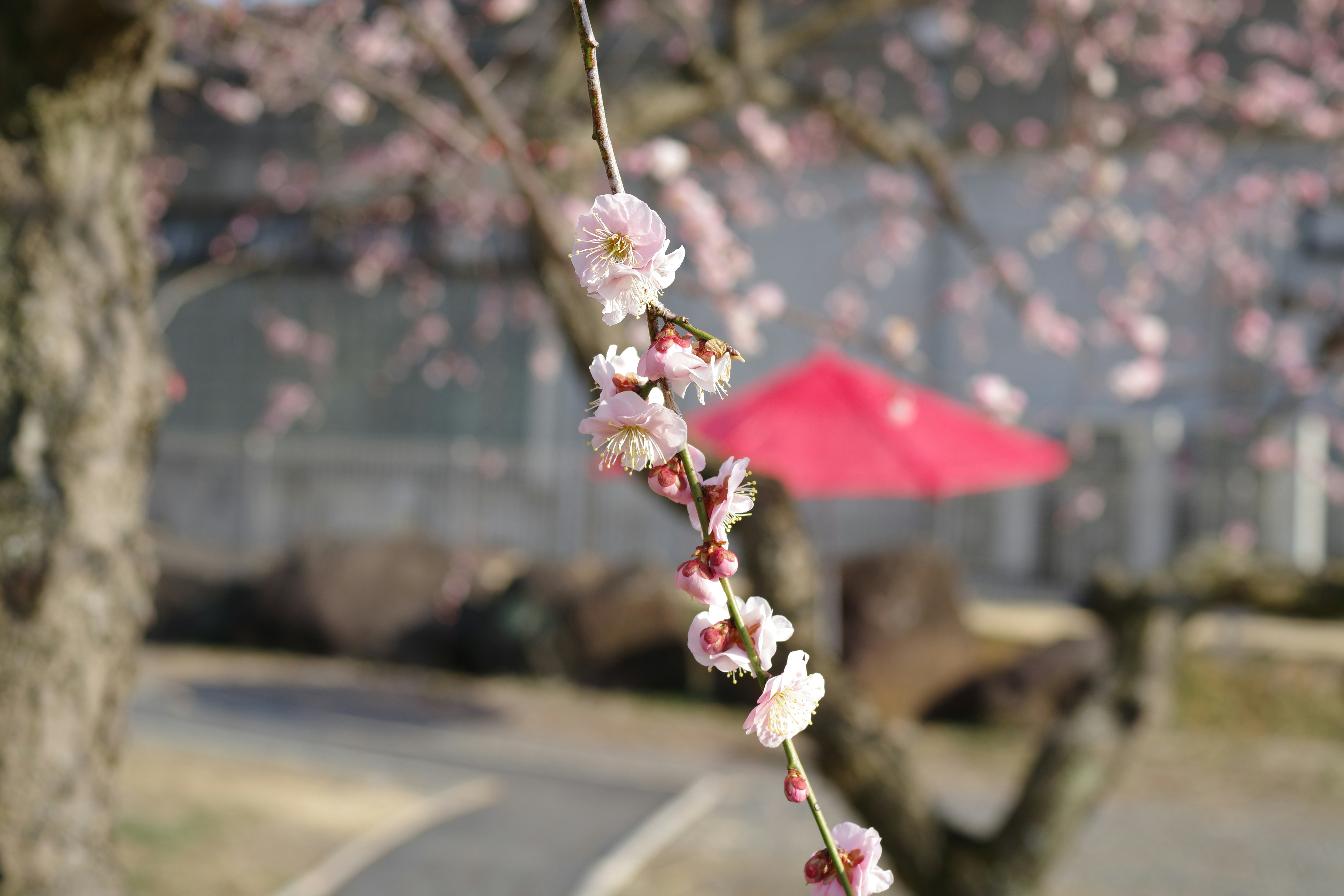 Pink Plum Blossom in Sharp Focus, Framed by a Quiet Park Blur