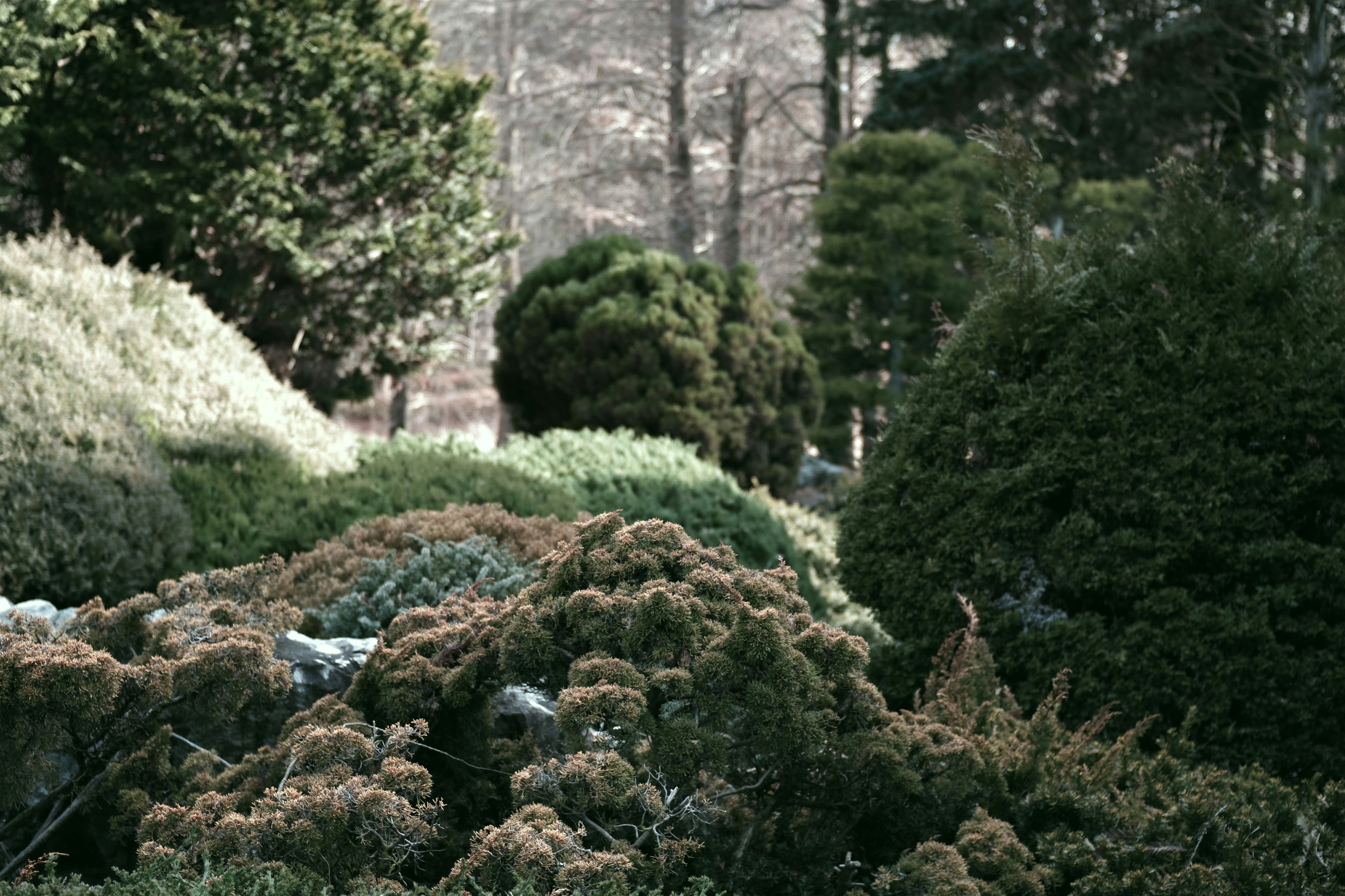 Dense bushes and trees fill the tranquil garden. photo – Free Flower ...