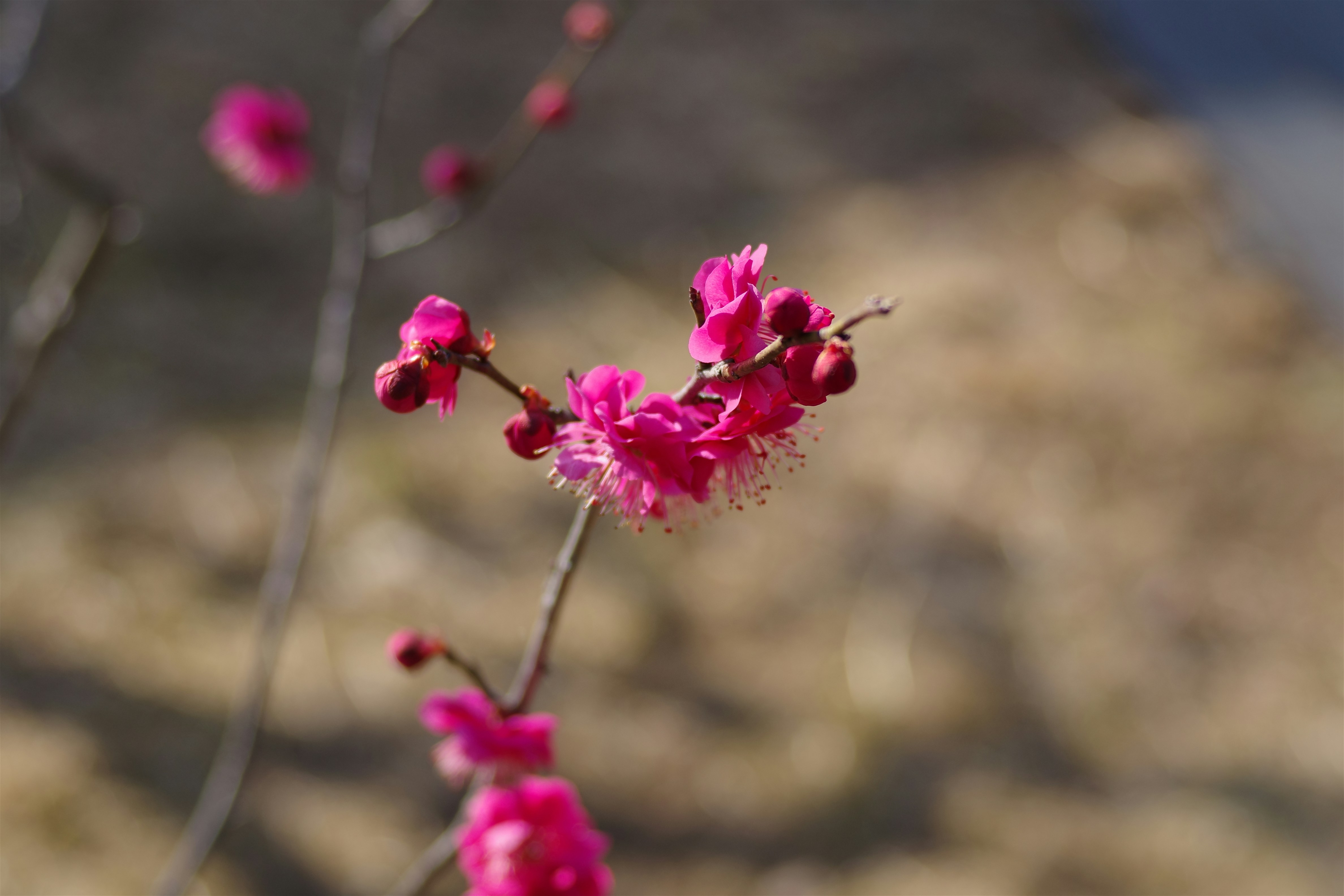 Single Magenta Bloom in Velvet Bokeh
