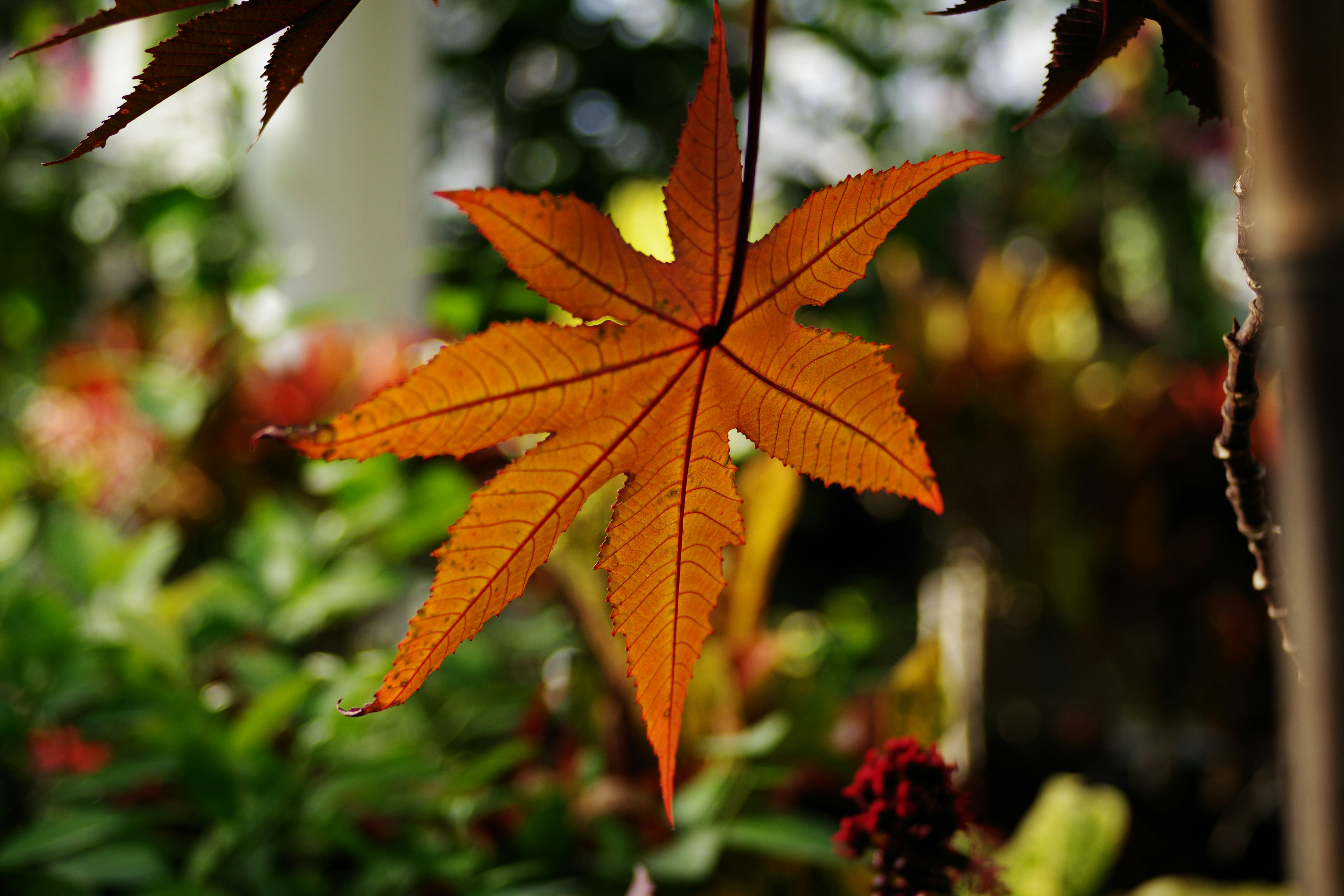 Focused Ember: A solitary maple leaf in autumn's glow against a painterly garden blur