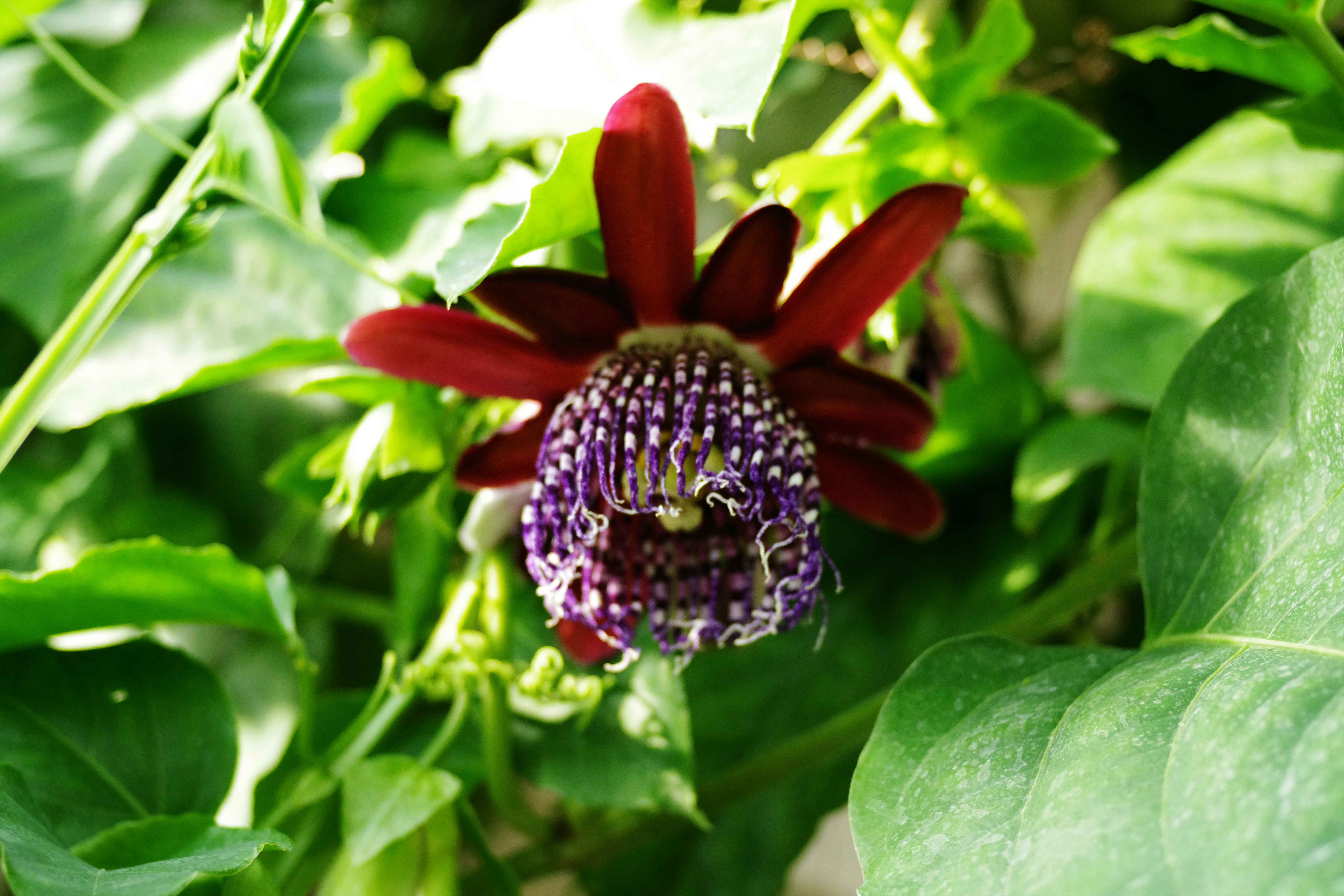 Photo by Naoki Suzuki with Pentax K-3 III