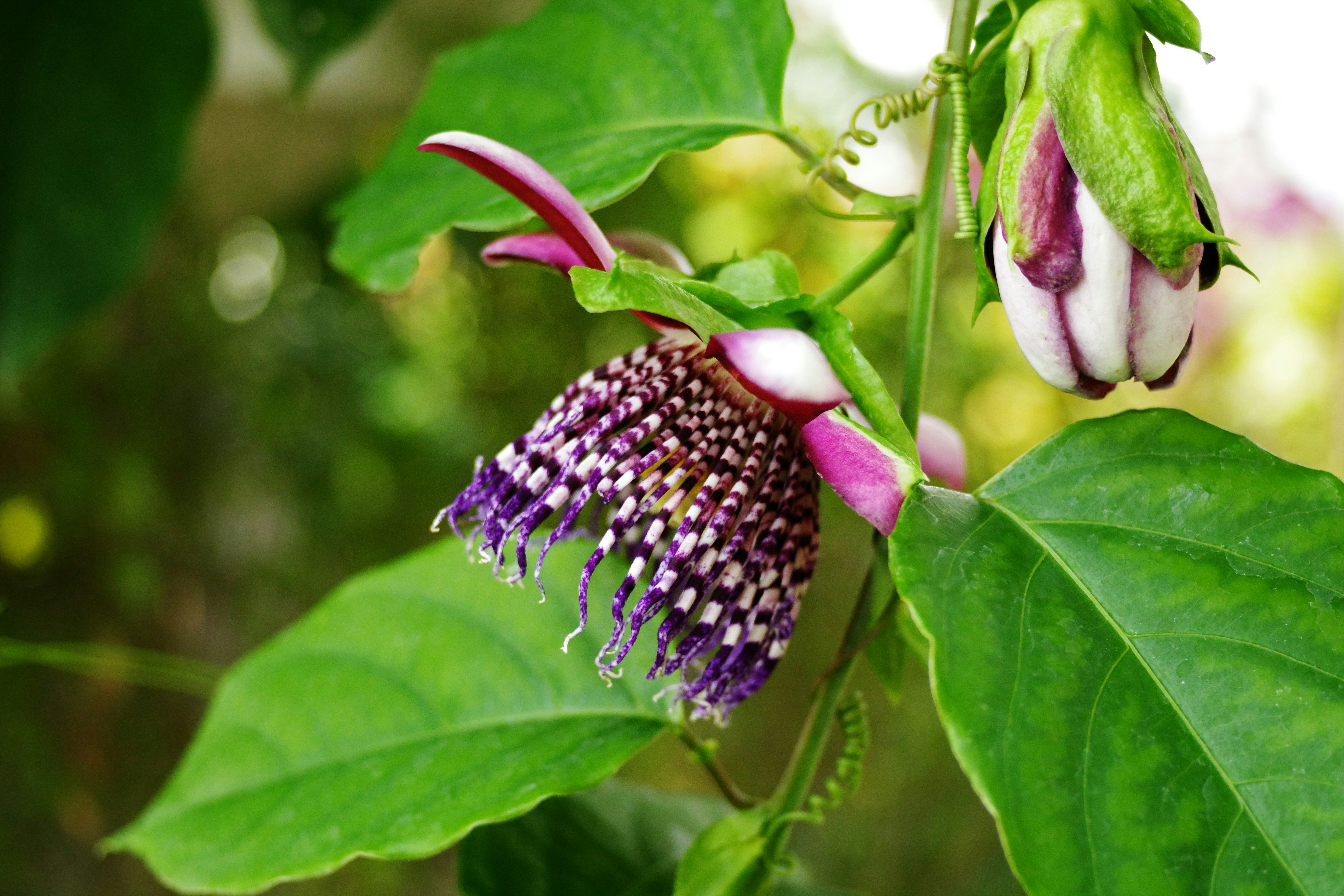 Purple Fascade: A Bellflower in Bloom Amid Verdant Foliage