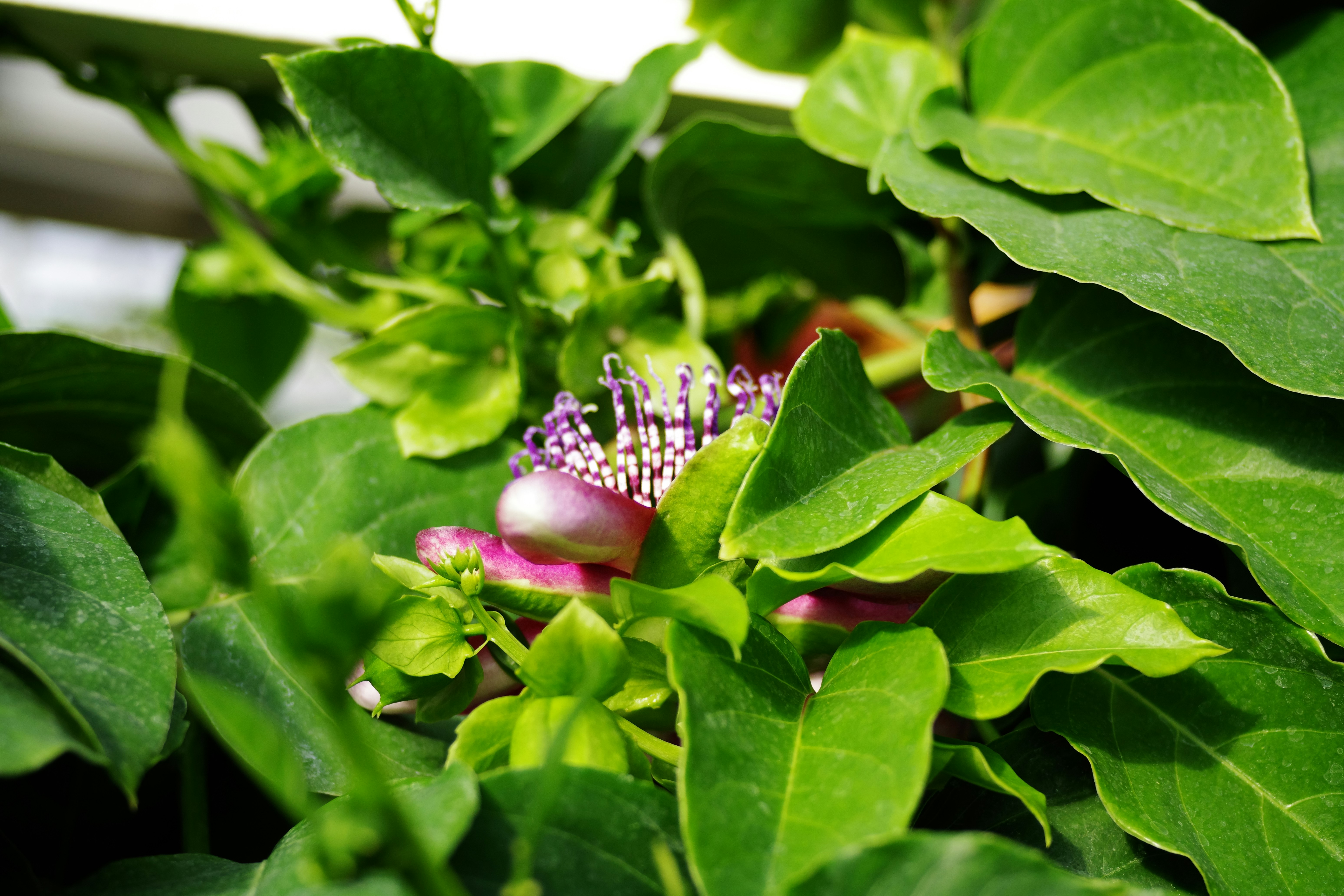 Petal Crown Emerging Through Verdant Foliage