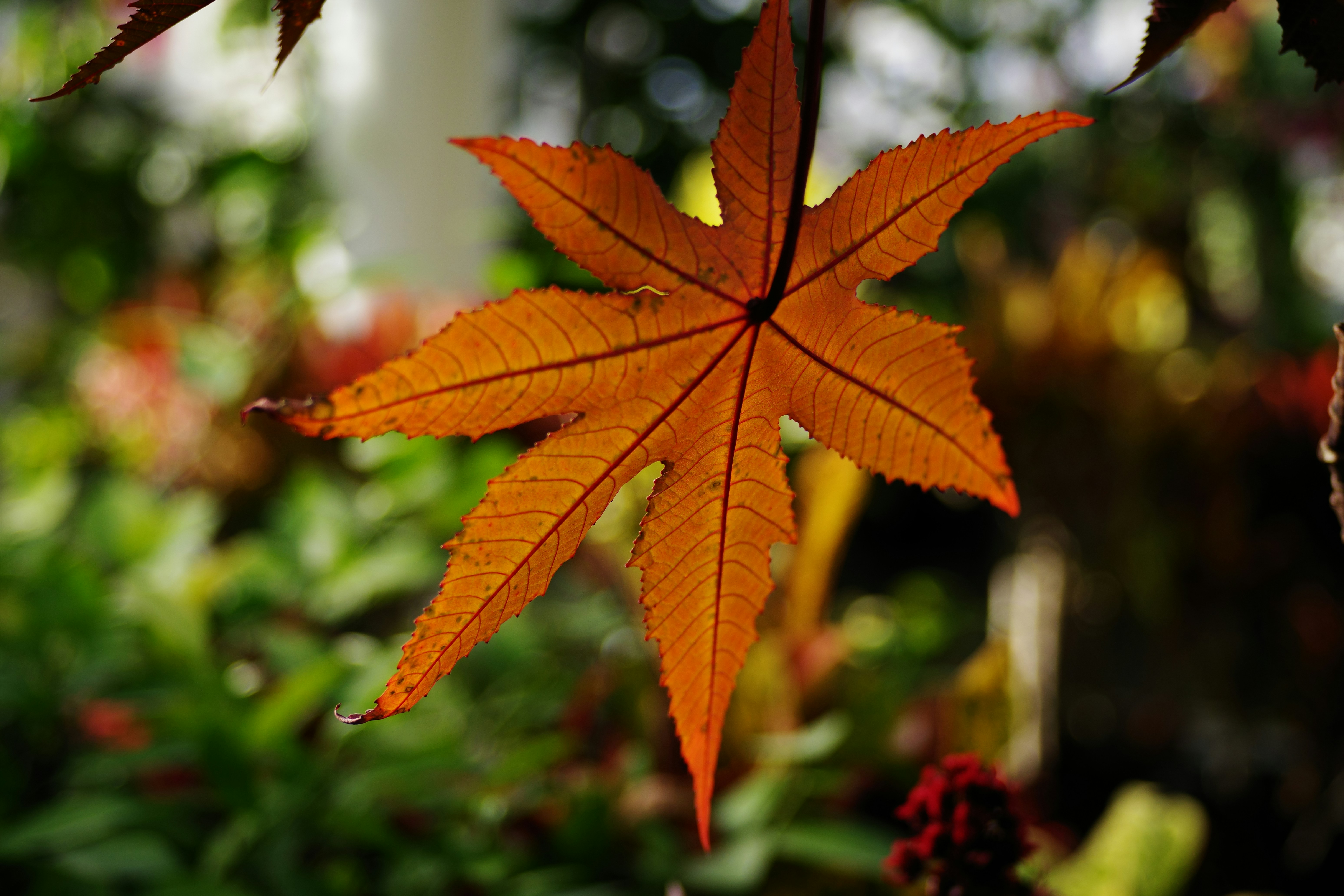 Orange Maple Leaf: Center Stage in Evening Garden Light