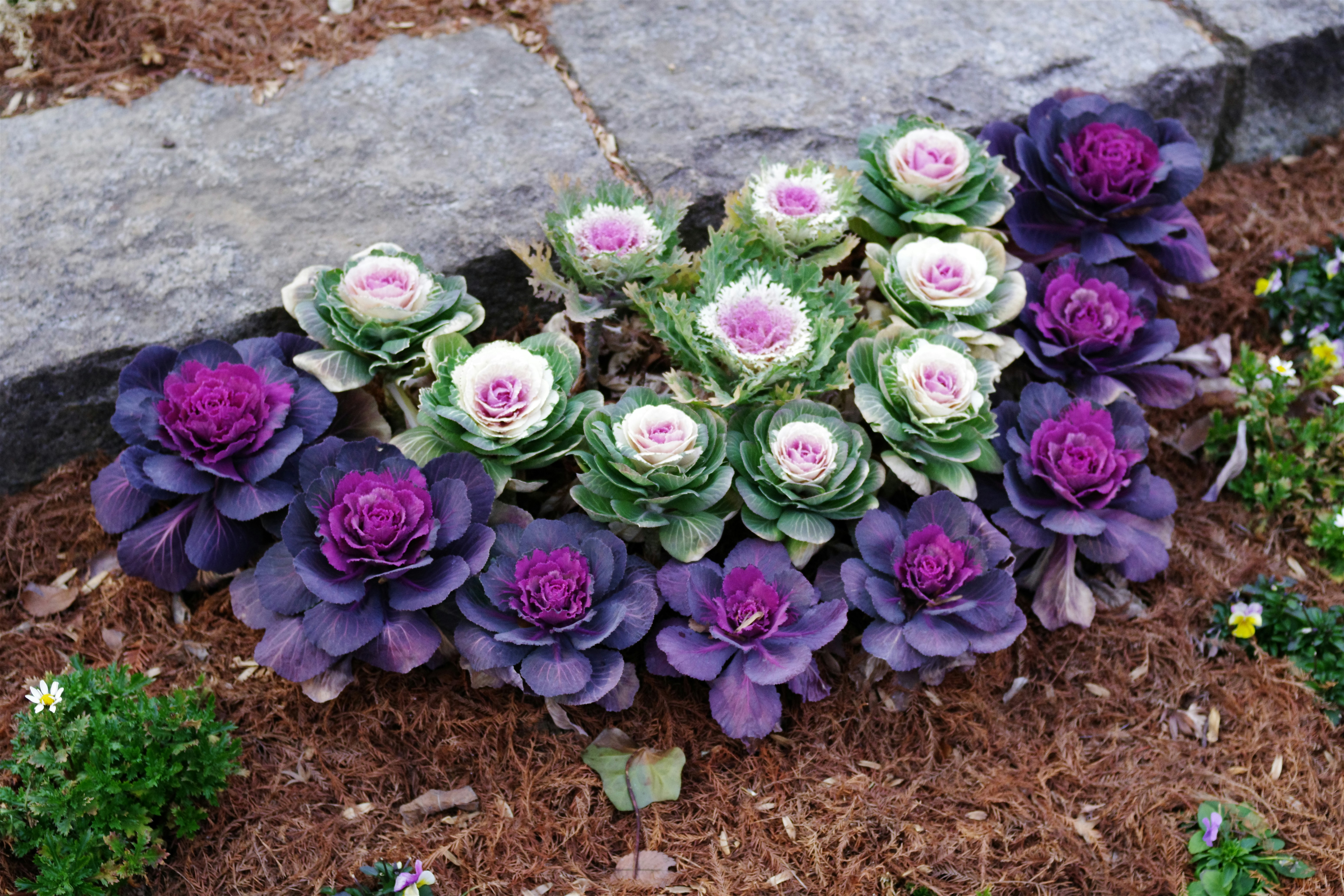 Ivory-Centered Rosettes Nestled Among Velvet Purple Cabbages