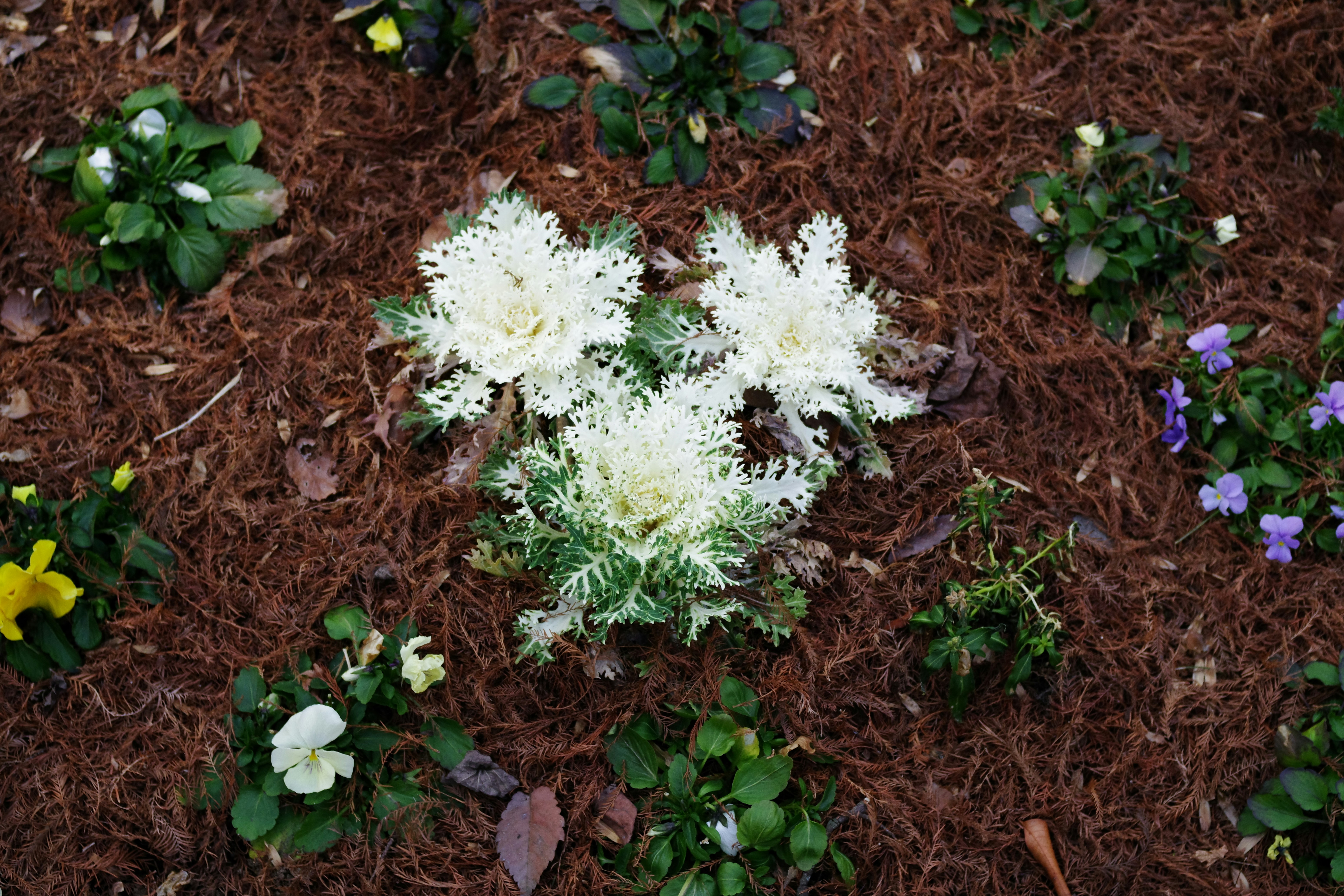 Centerpiece White Ornamental Cabbage Fronds in Mulch Bed