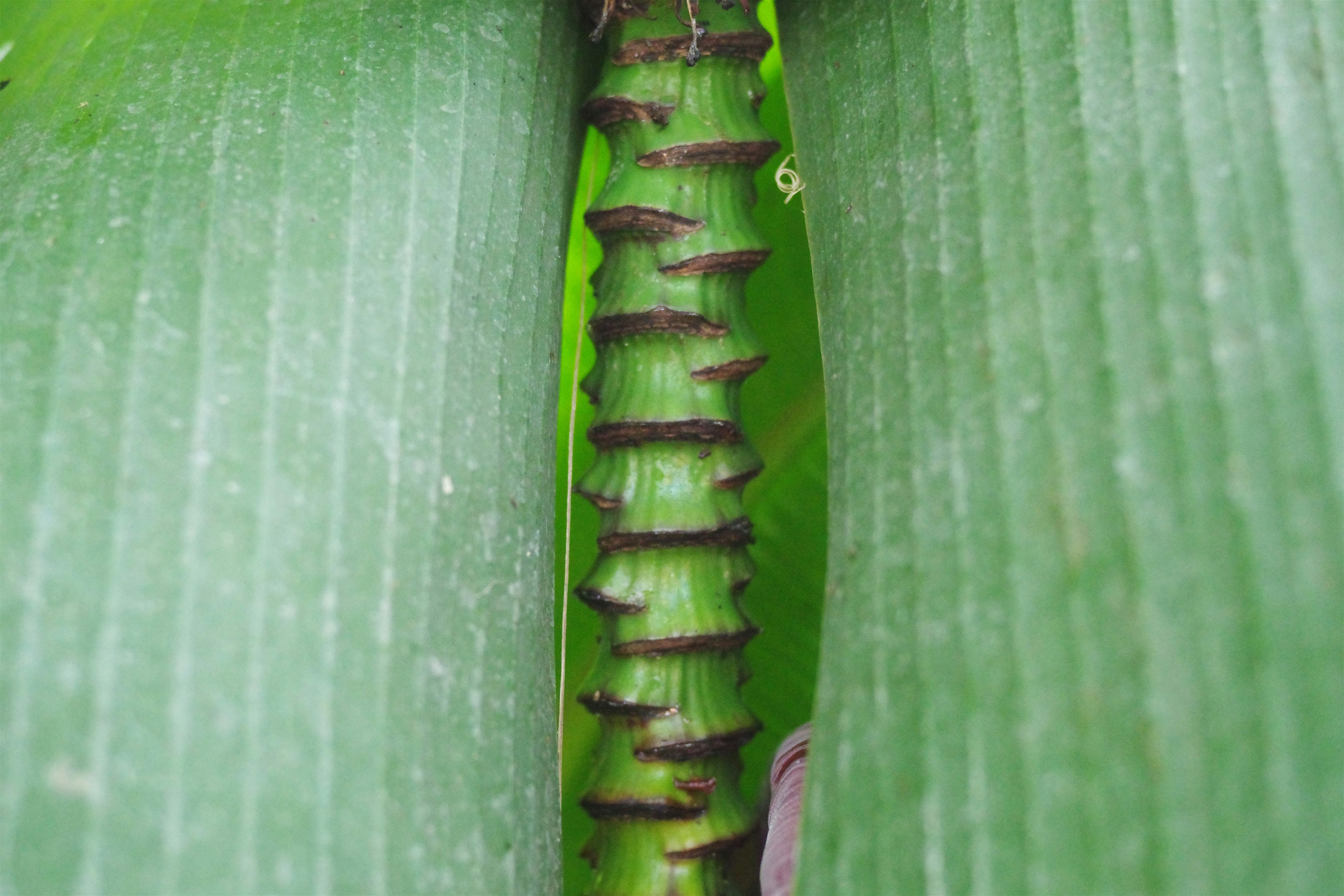 Green leaves frame the textured, segmented stem. photo – Free Animal ...
