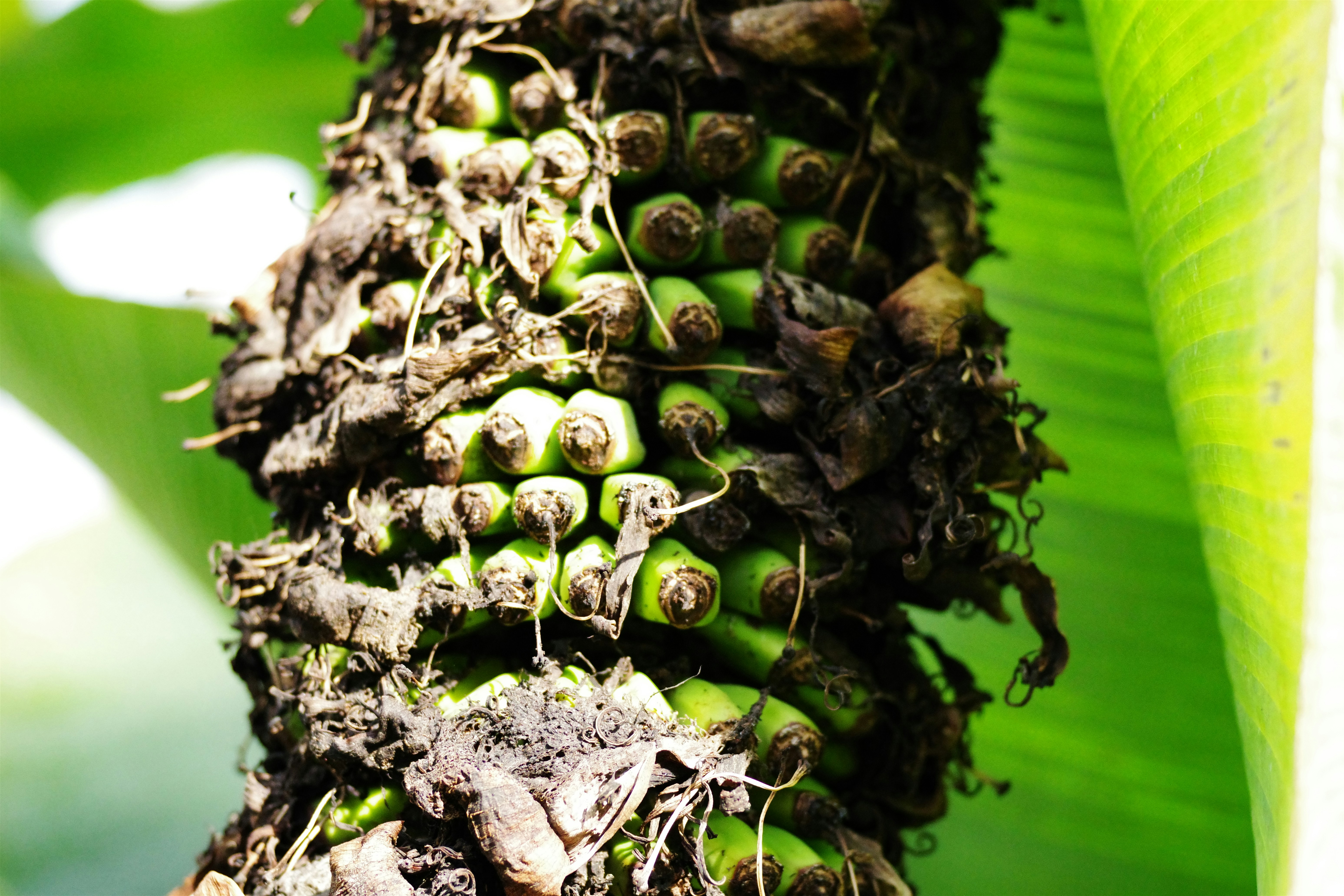 Cluster of unripe bananas surrounded by brown, withering leaves against vibrant green foliage.