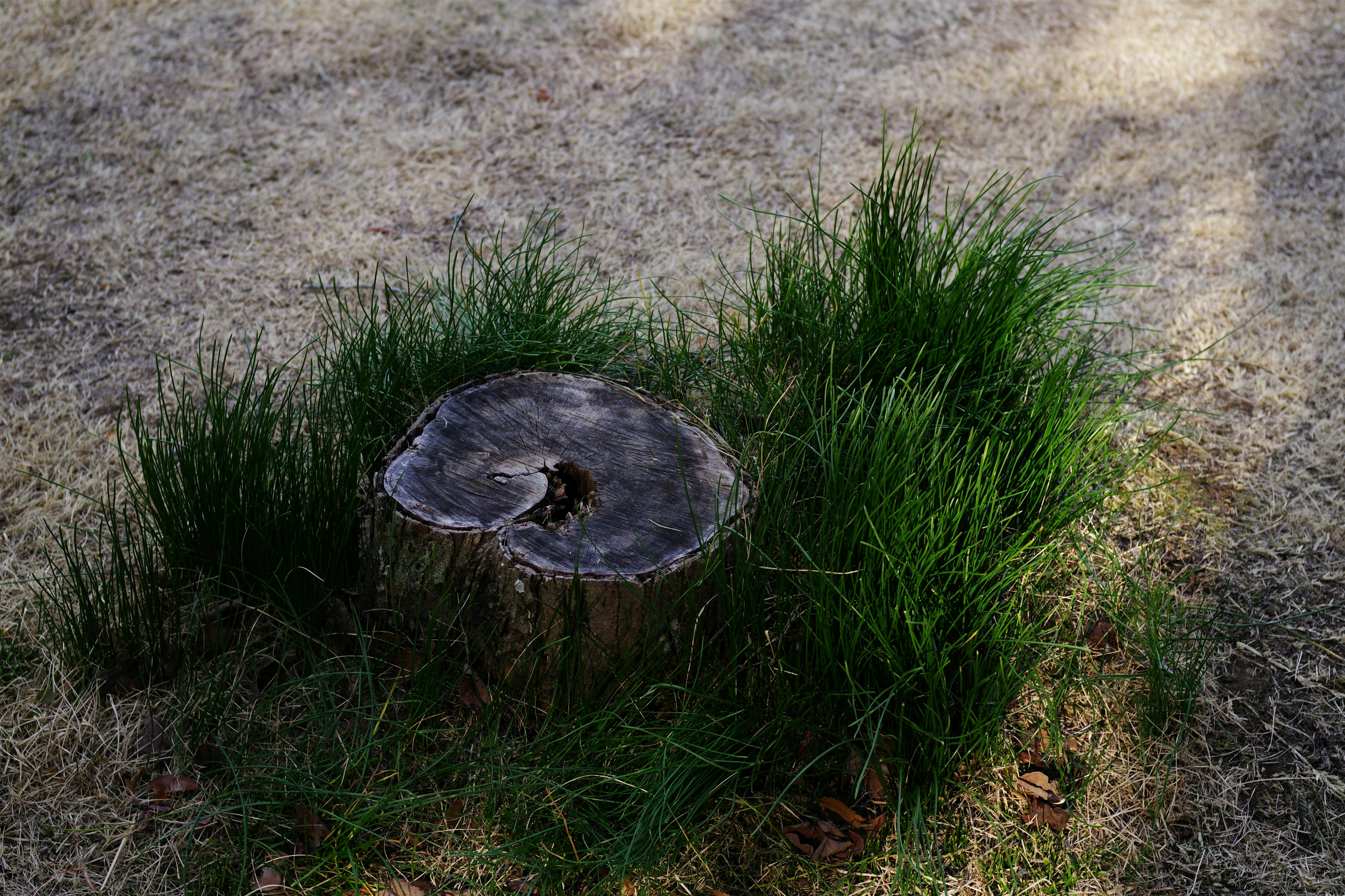 Emerald Fringes Embrace a Weathered Stump in a Sunlit Clearing