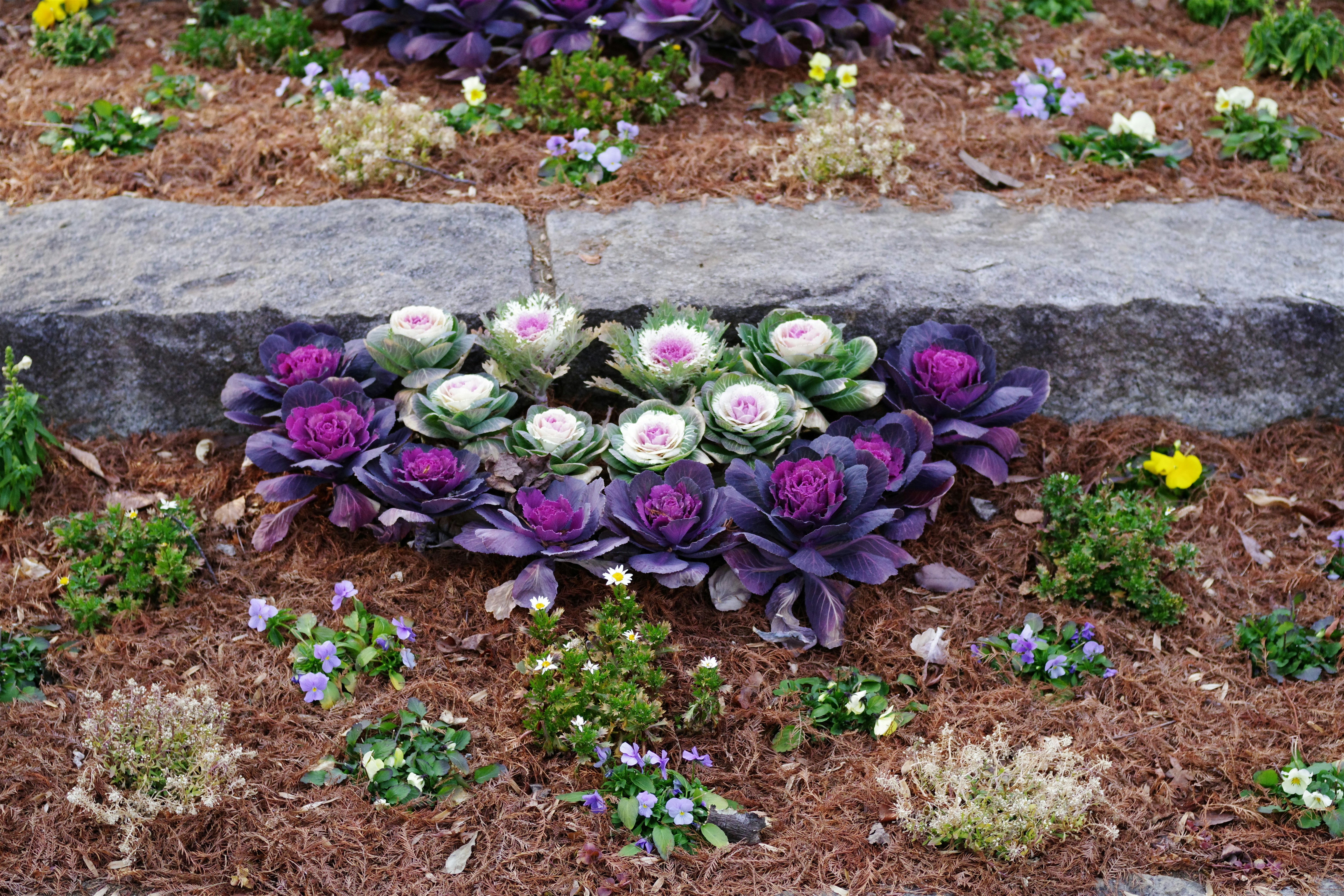 Cushioned Crown: A Self-Contained Rosette Bed Adorns a Stone Border