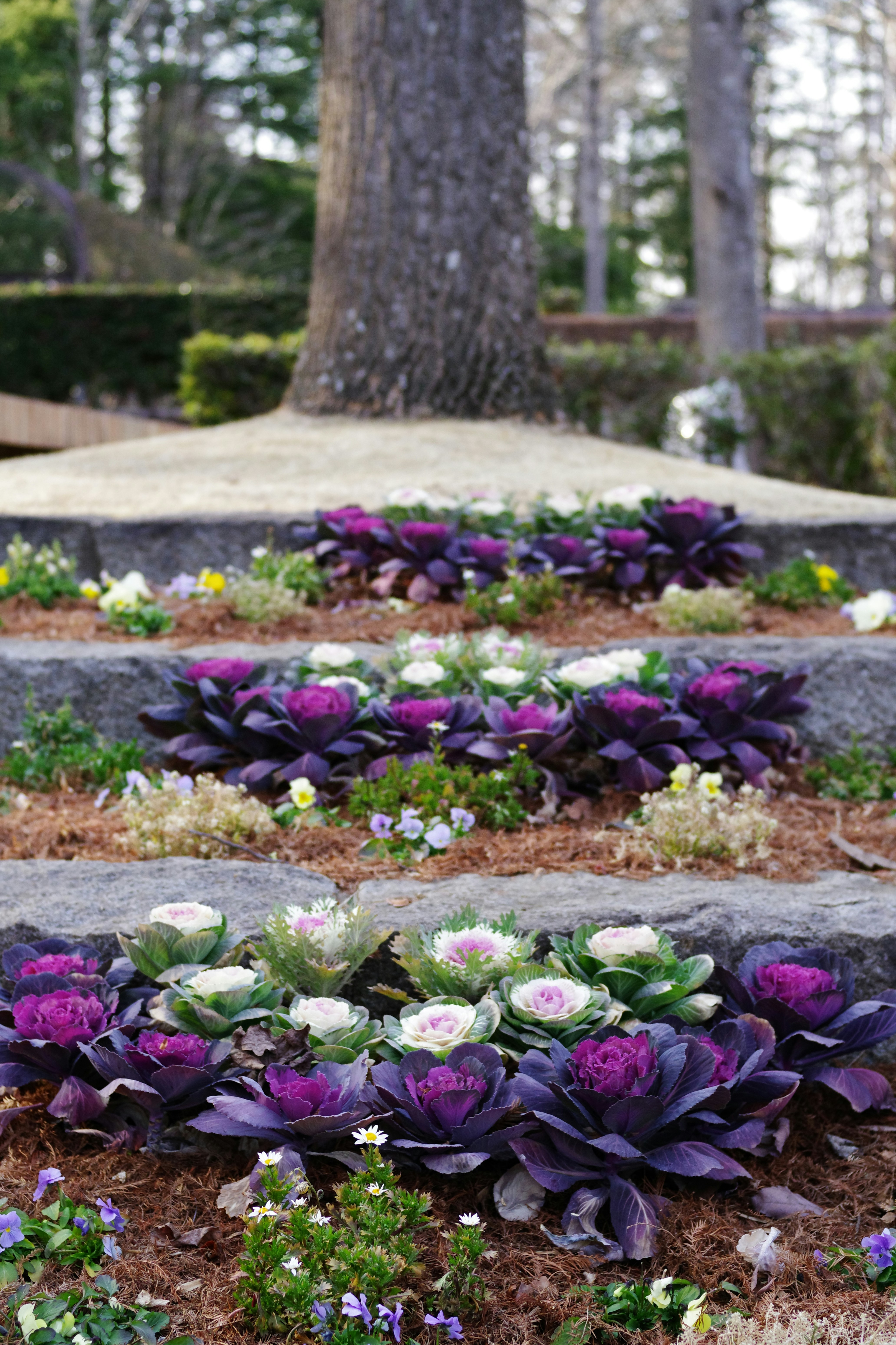 Stair-step Blooms: A Chorus of Purple Cabbages in a Terraced Garden