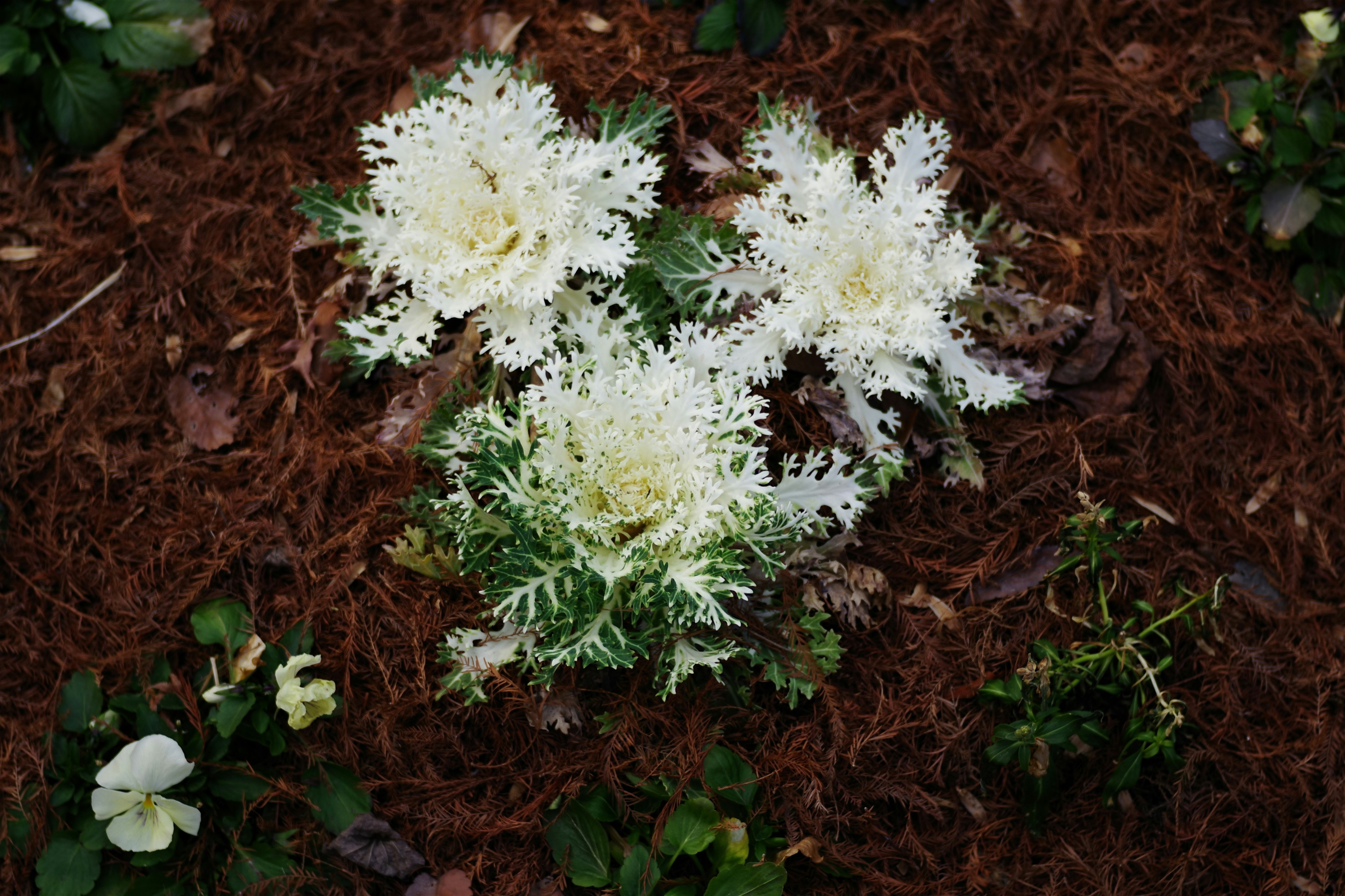 White ornamental cabbages sprouting amid brown mulch