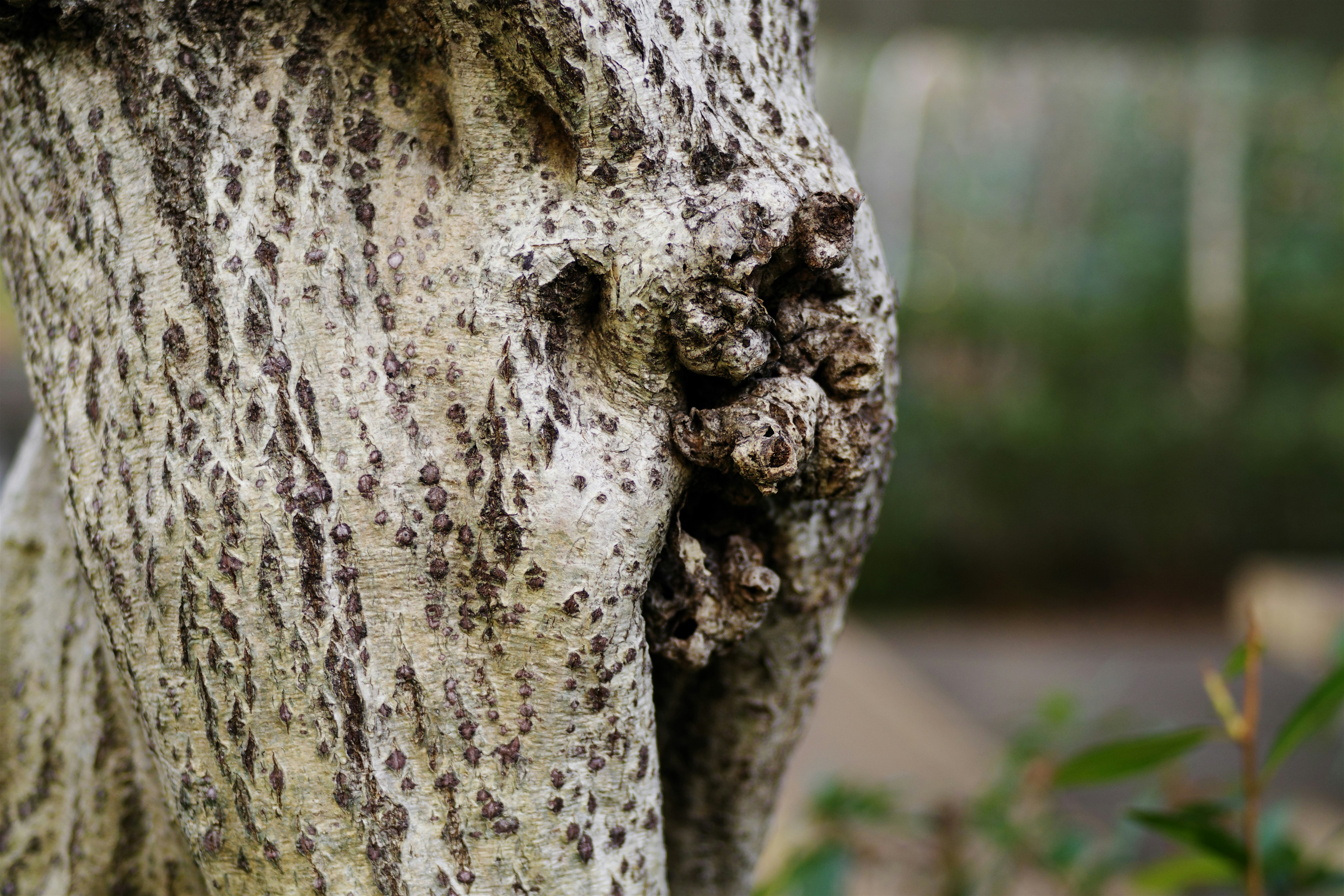 The Intricate Dance of Tree Bark and Knots
