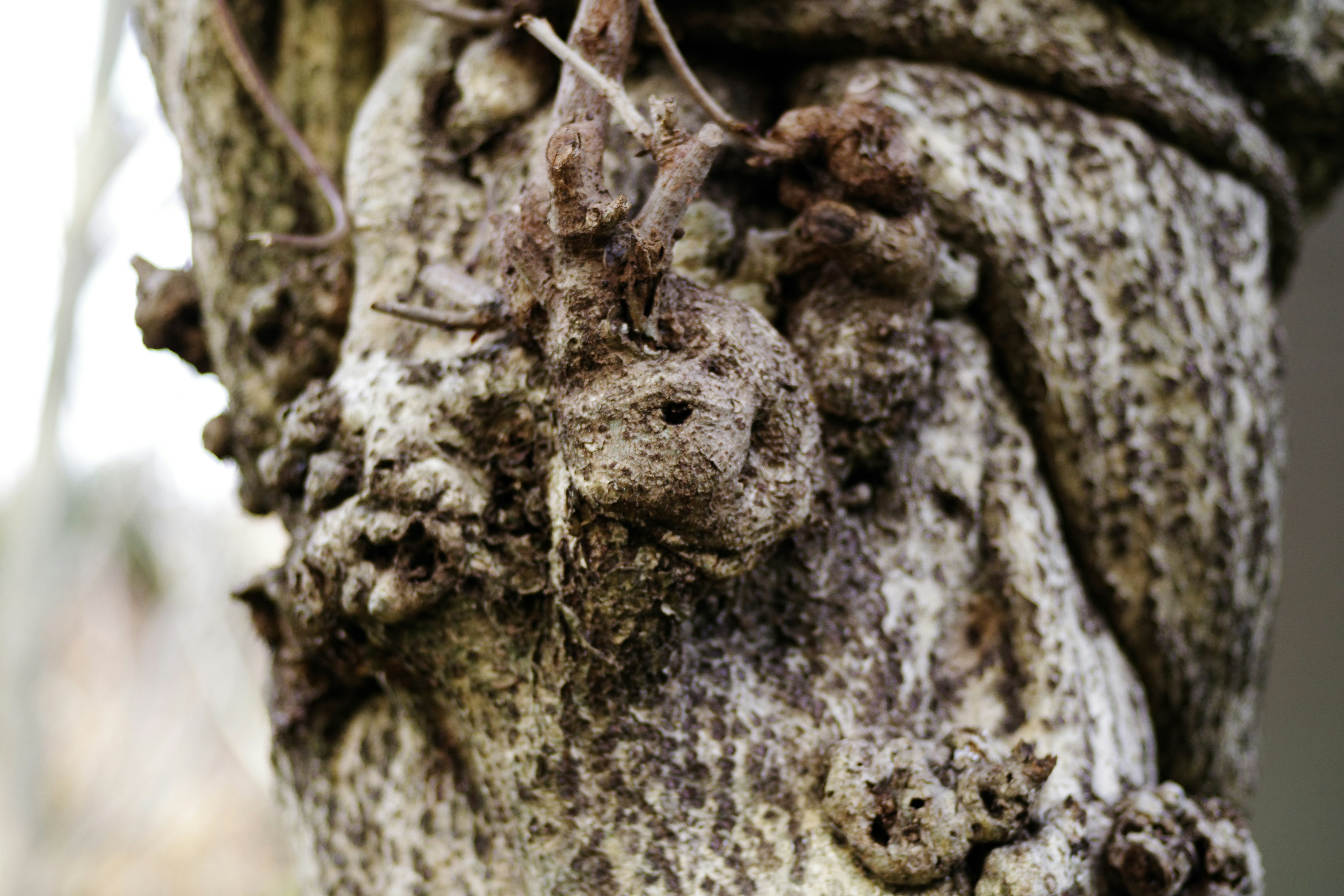 A tree trunk covered in strange, bumpy knots. photo – Free Cat Image on ...