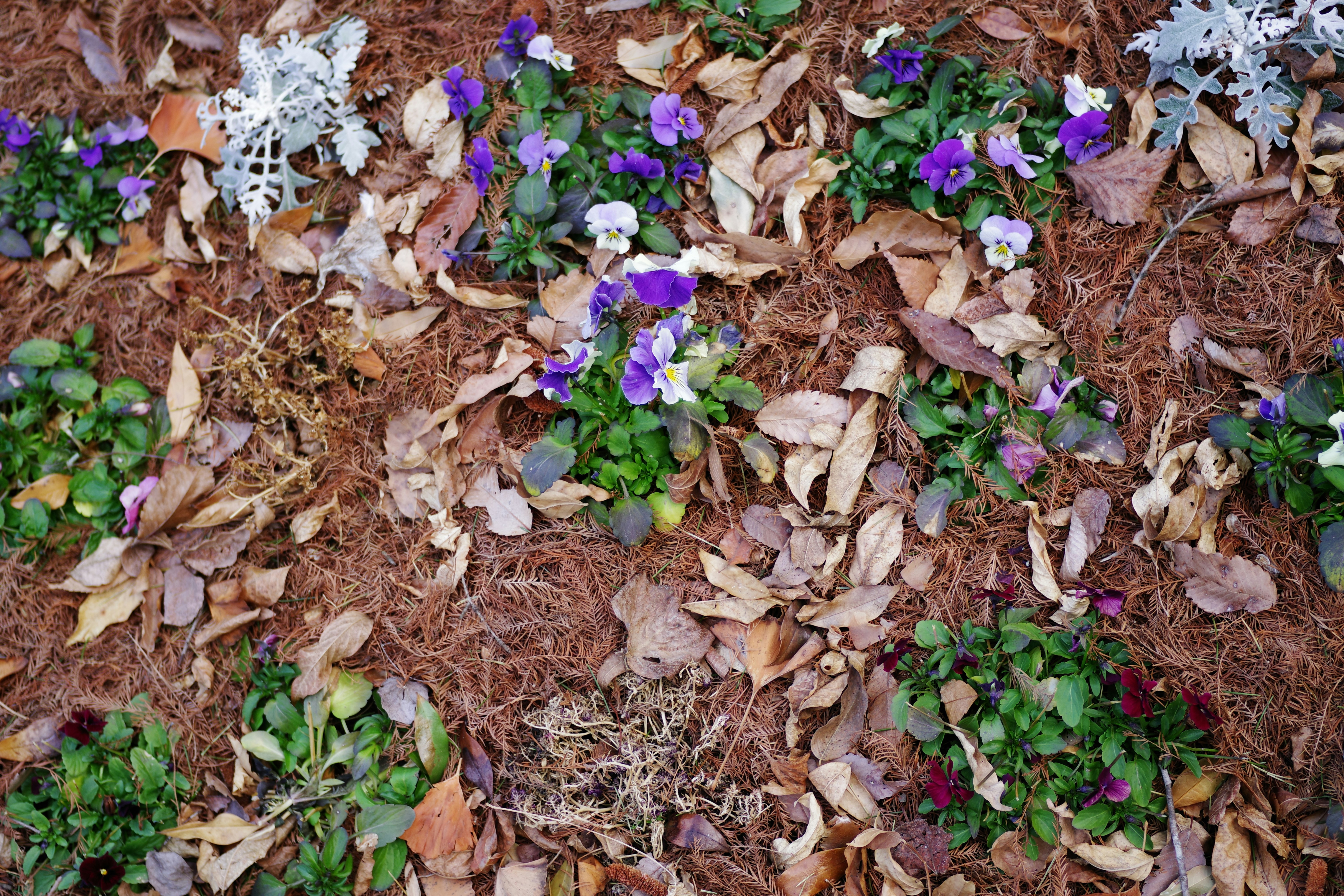 Purple pansies push through a mulch quilt in a sunlit garden border