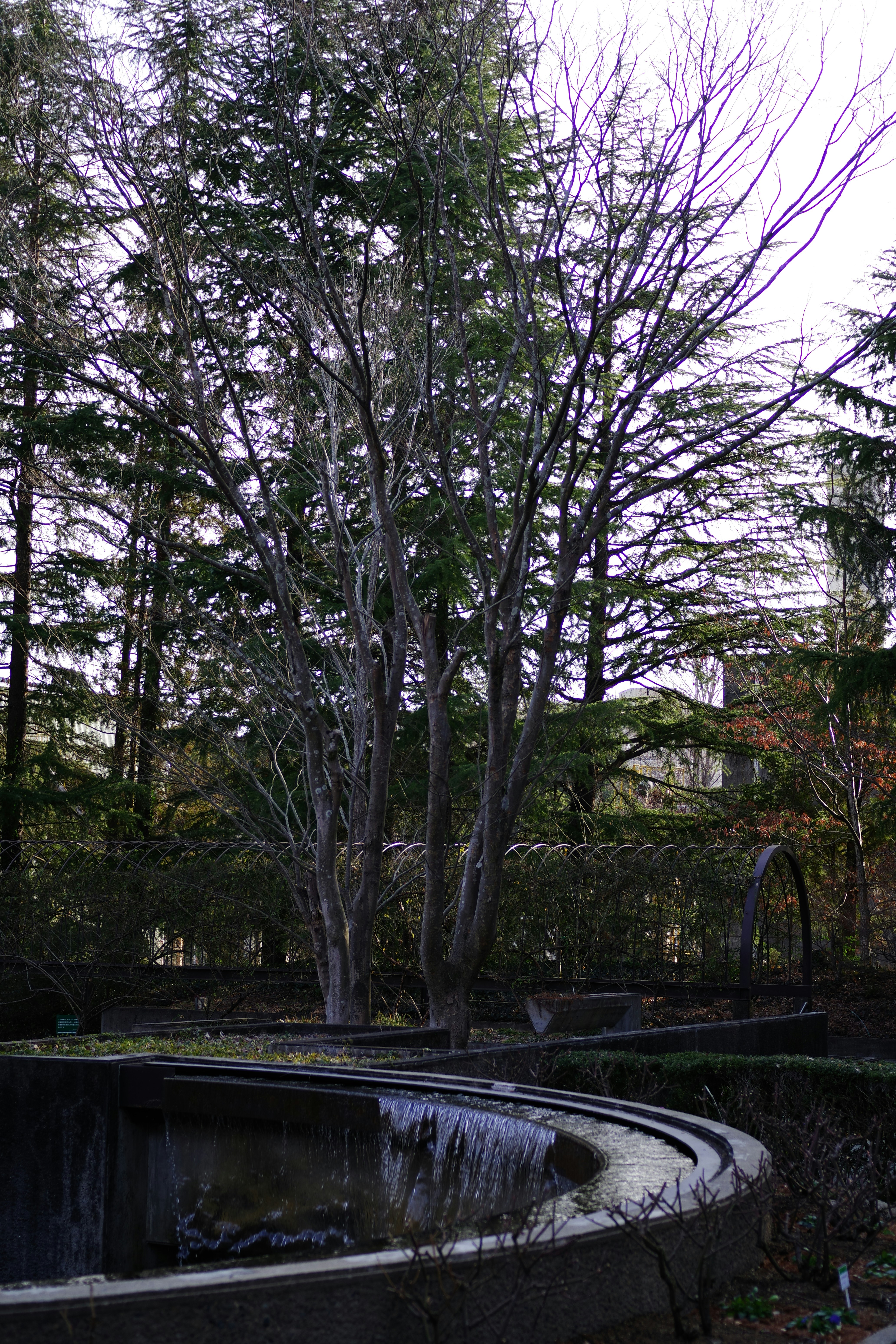 Centerpiece Leafless Tree Framed by a Curved Water Channel in a Quiet Garden