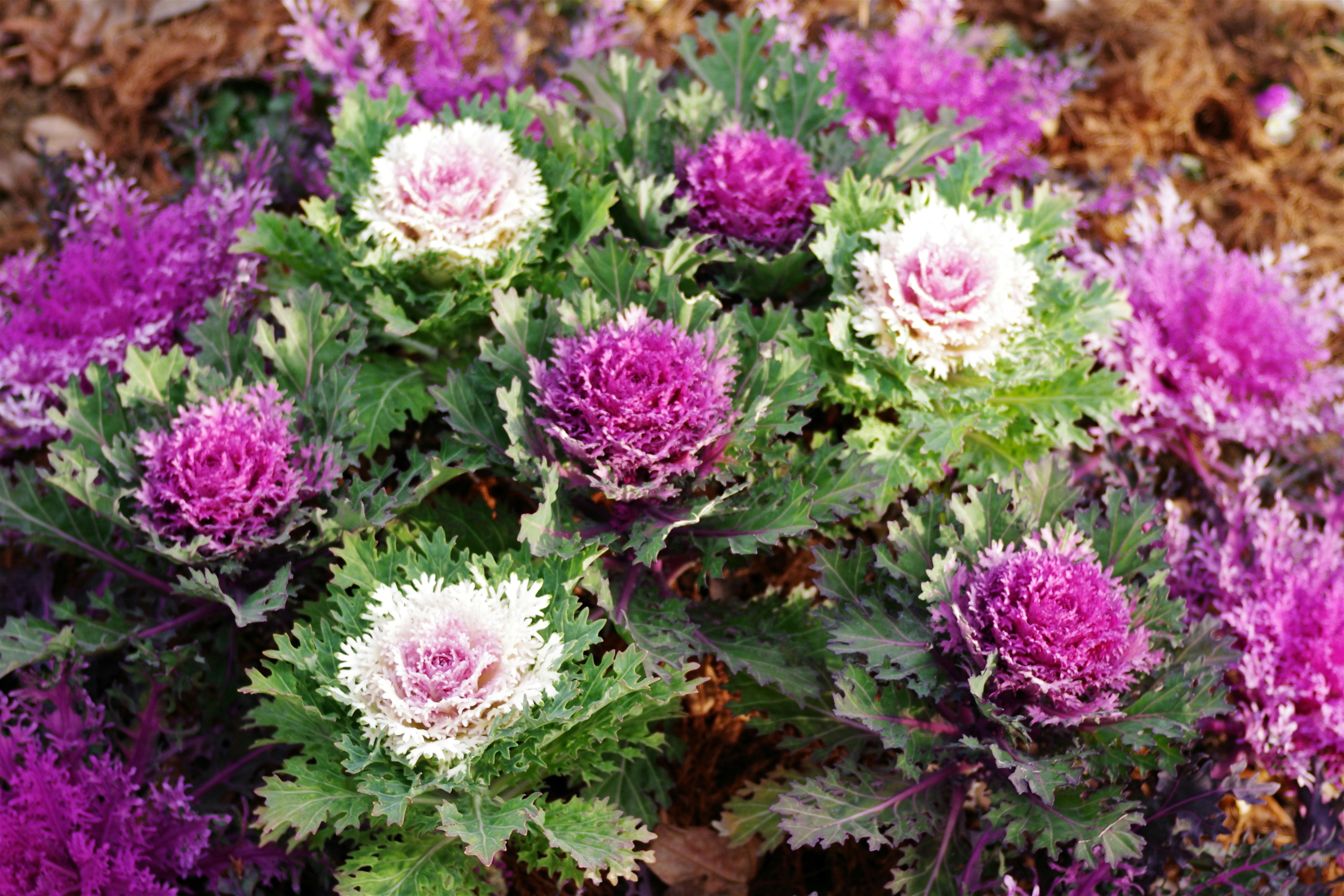 Symphony of Cabbages: Purple Mums with Cream Edges in Garden Bed