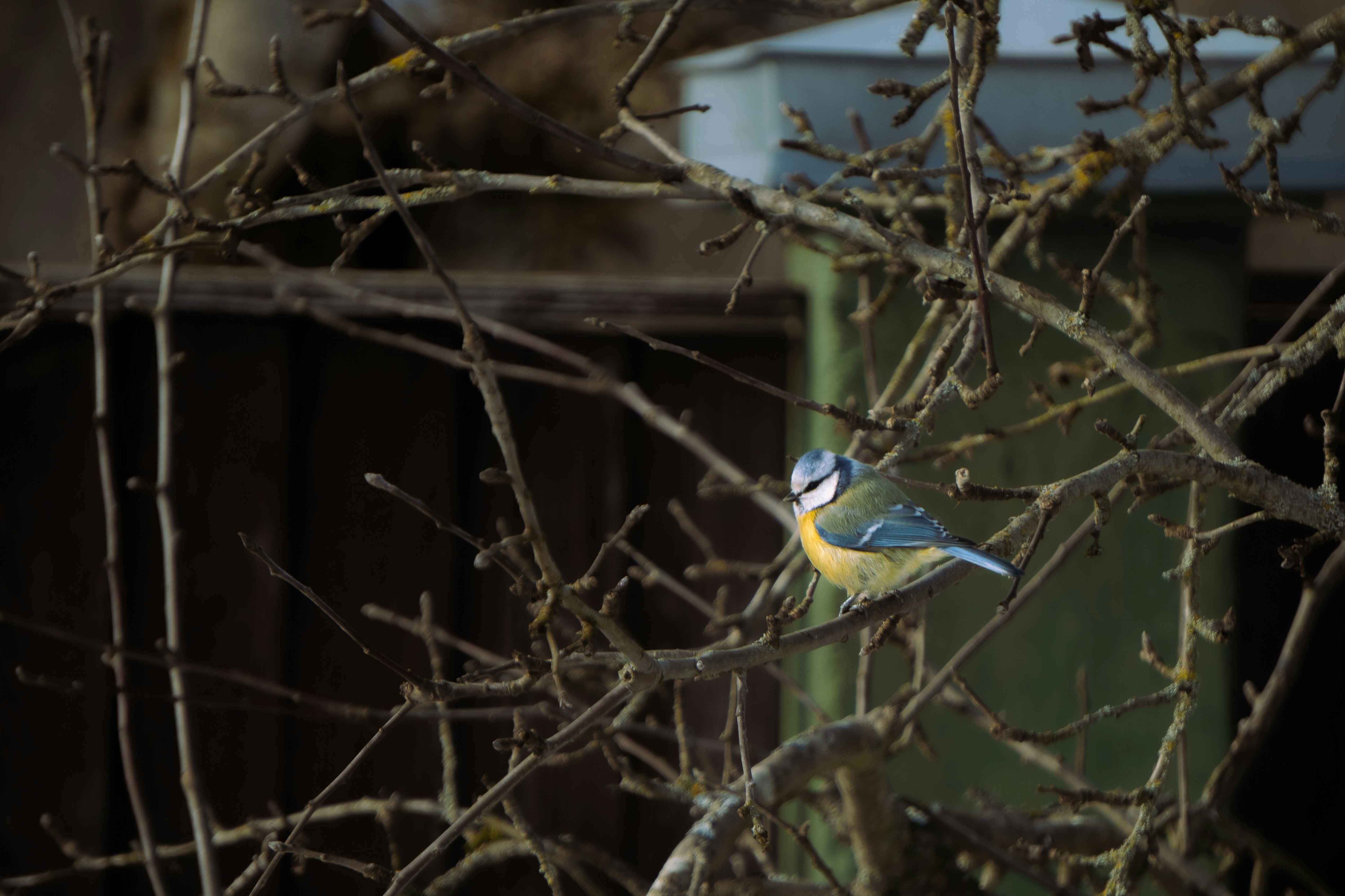 Blue Tit on a Winter Branch: A Quiet Garden Moment