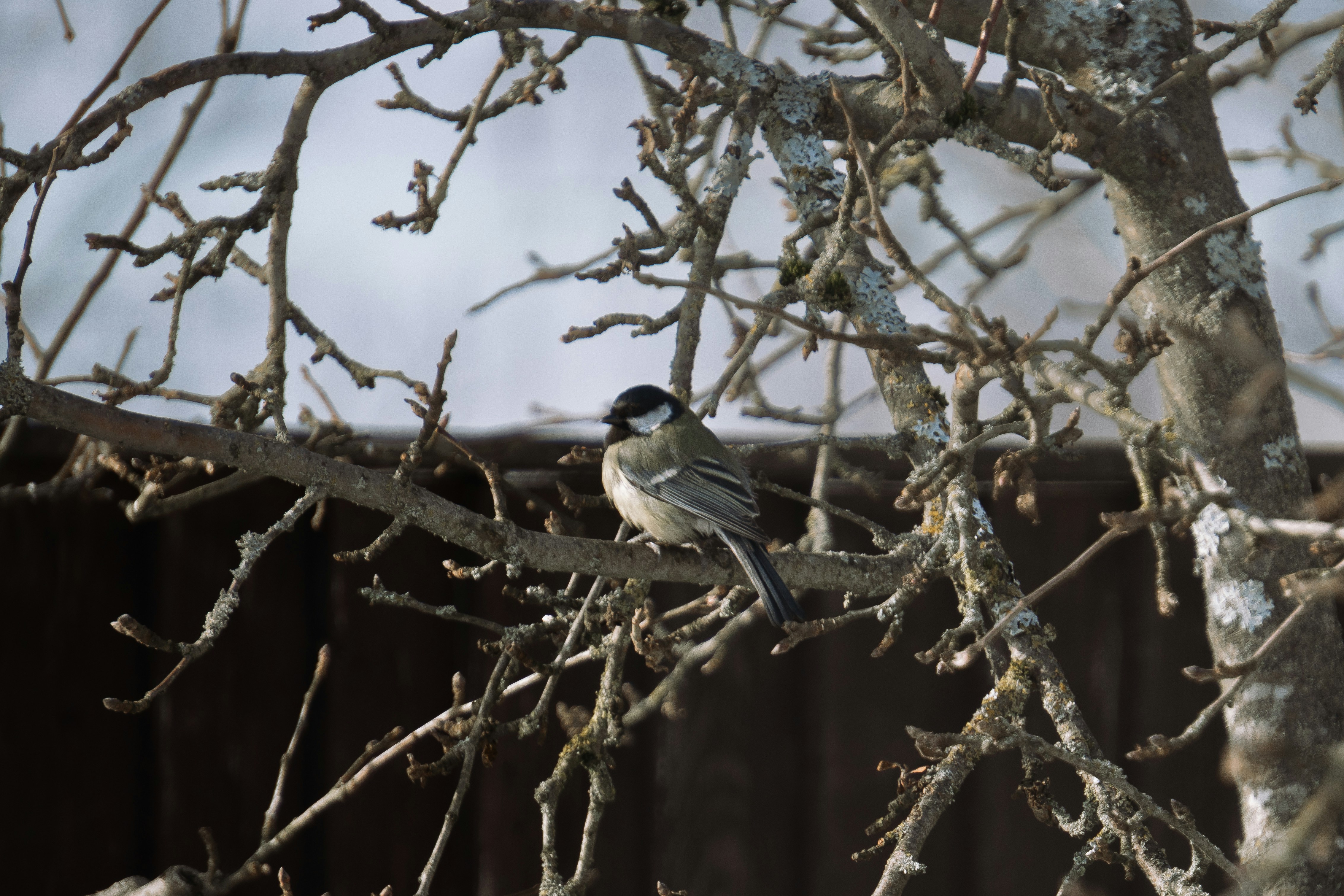 This serene photograph captures a great tit perched on a delicate, twisting branch of a leafless tree. Its soft yellow underbelly, black cap, and white cheeks stand out against the muted tones of the bark and the blurred background, creating a harmonious contrast. The bare branches, some covered in patches of light-colored lichen, weave an intricate pattern around the bird, adding depth and texture to the scene. Set in Latvia, this image exudes a peaceful, wintery mood, taken in late winter when trees remain bare but nature is alive with bird activity.