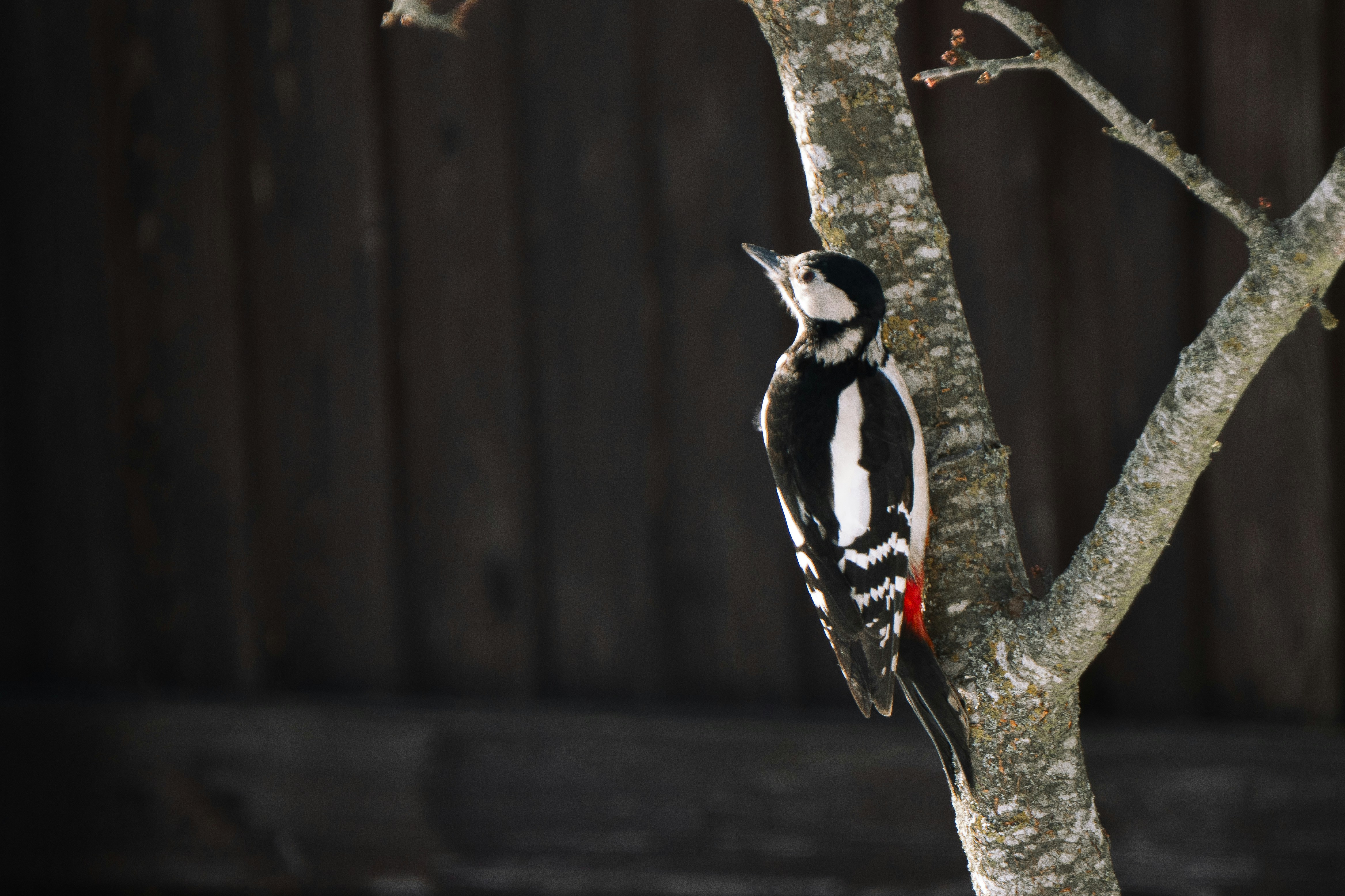 Woodland Sentinel: A Great Spotted Woodpecker's Vigil